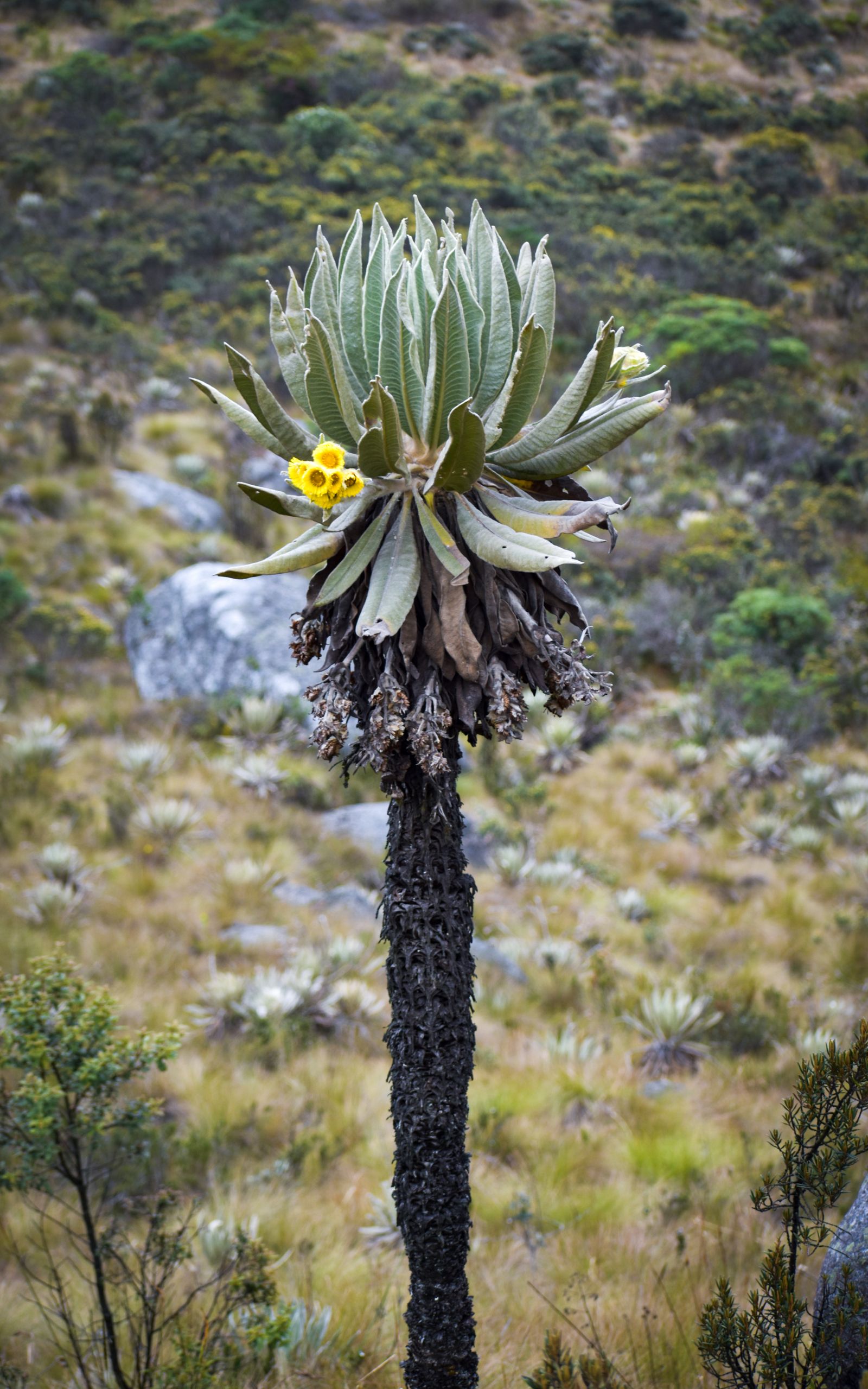 Desert Agave Photos, Download The BEST Free Desert Agave Stock Photos ...