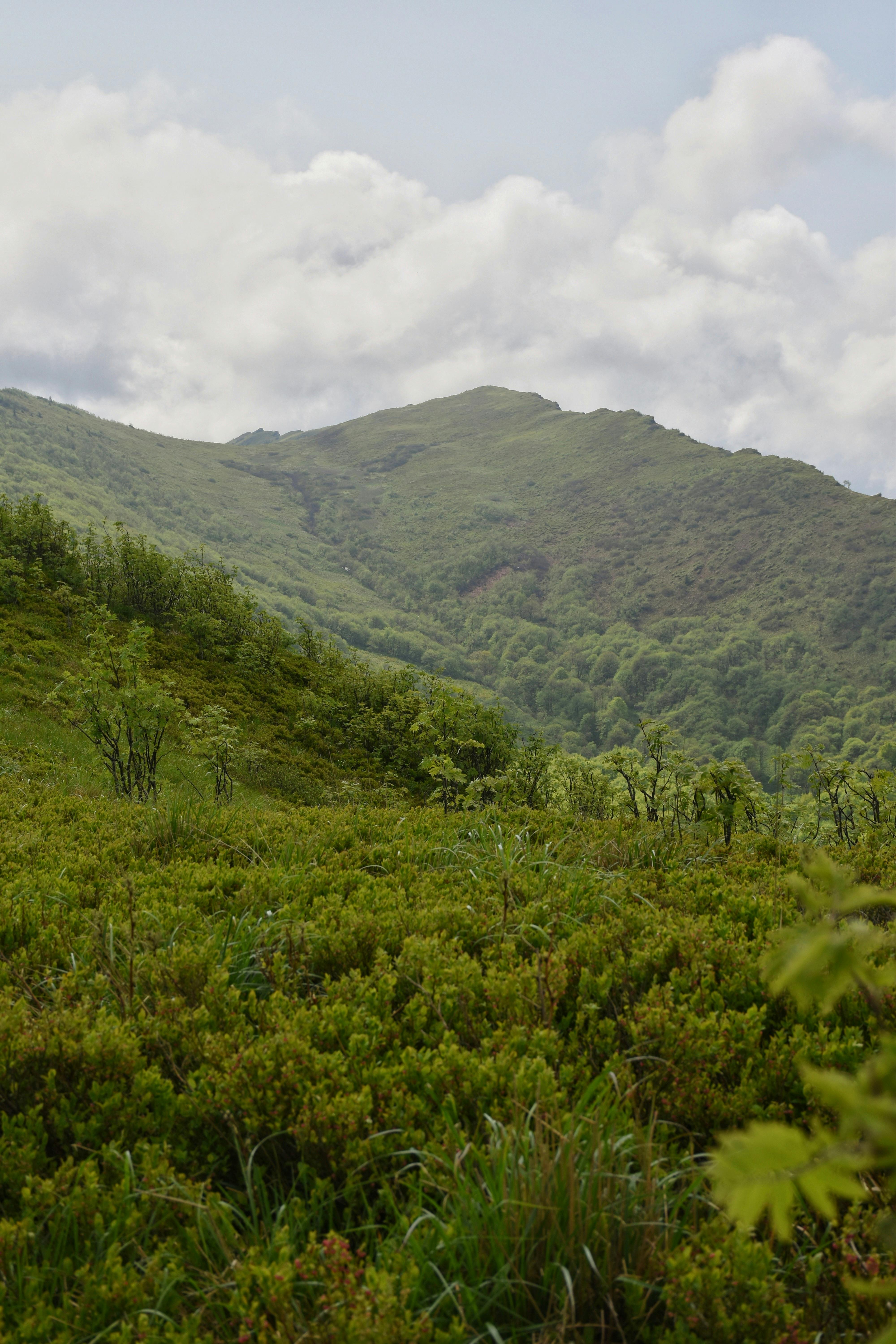 Lush Photos, Download The BEST Free Lush Stock Photos & HD Images