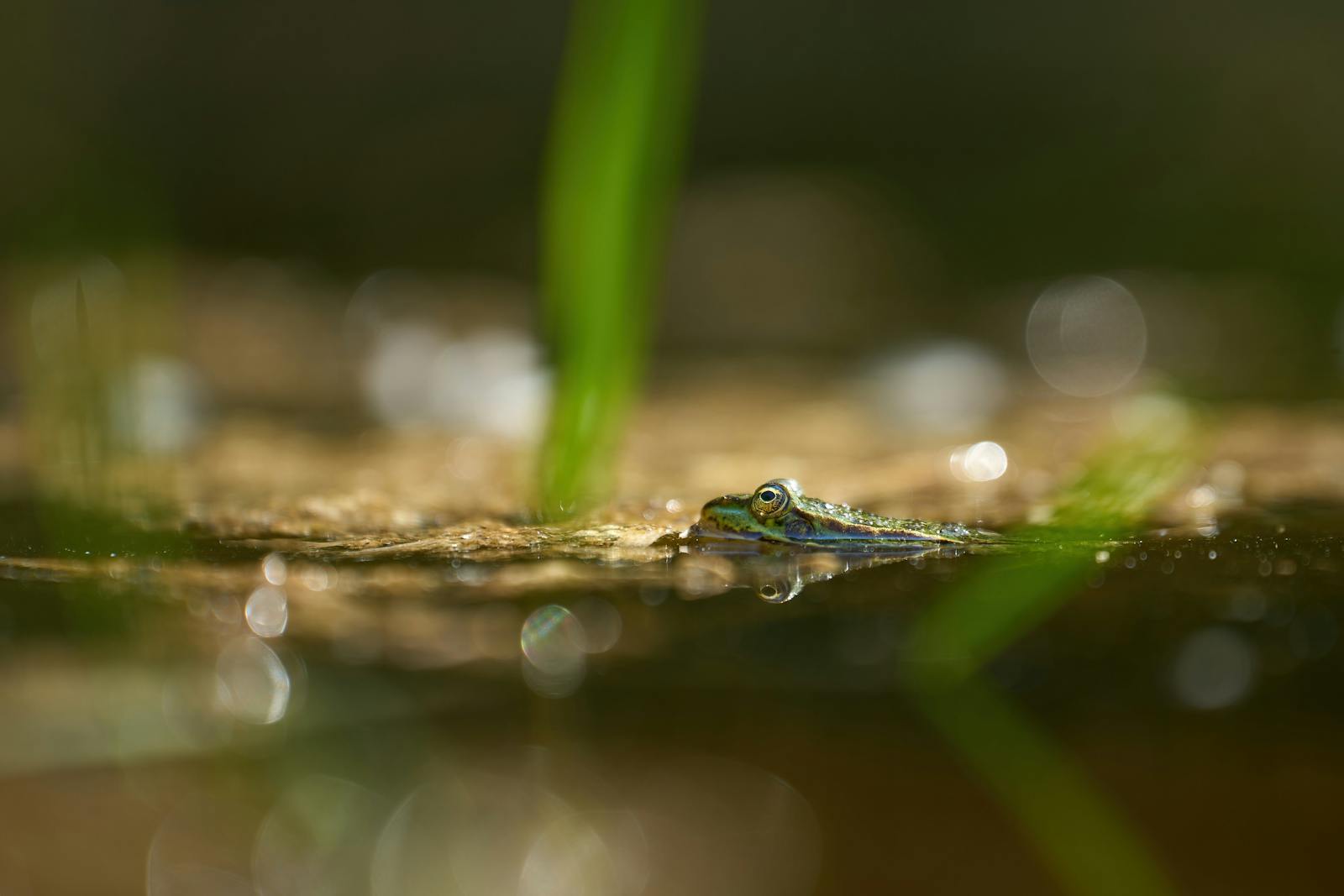 A Frog Catches Insects Photos, Download The BEST Free A Frog Catches ...