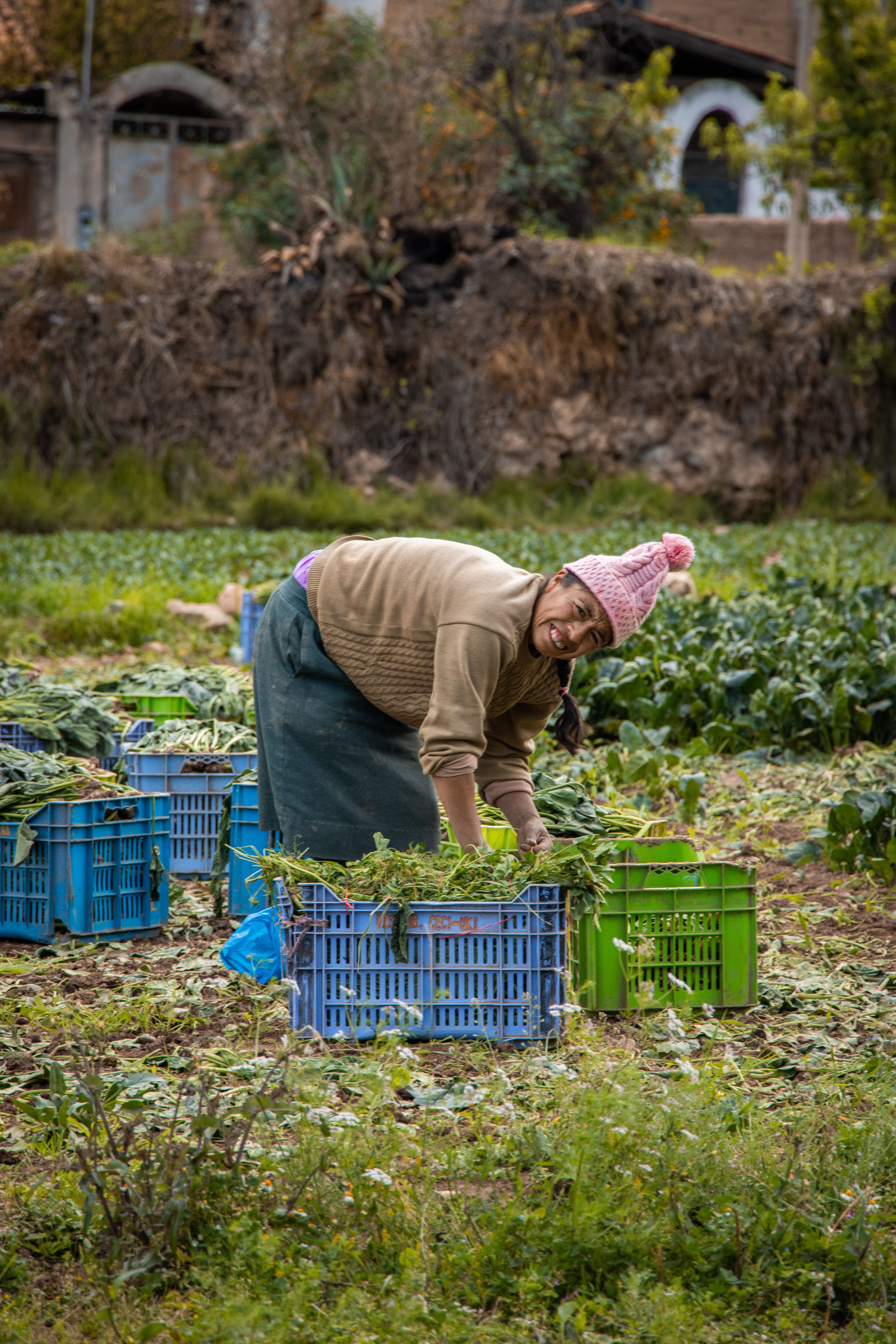 Farmer Picking Vegetables in the Field · Free Stock Photo