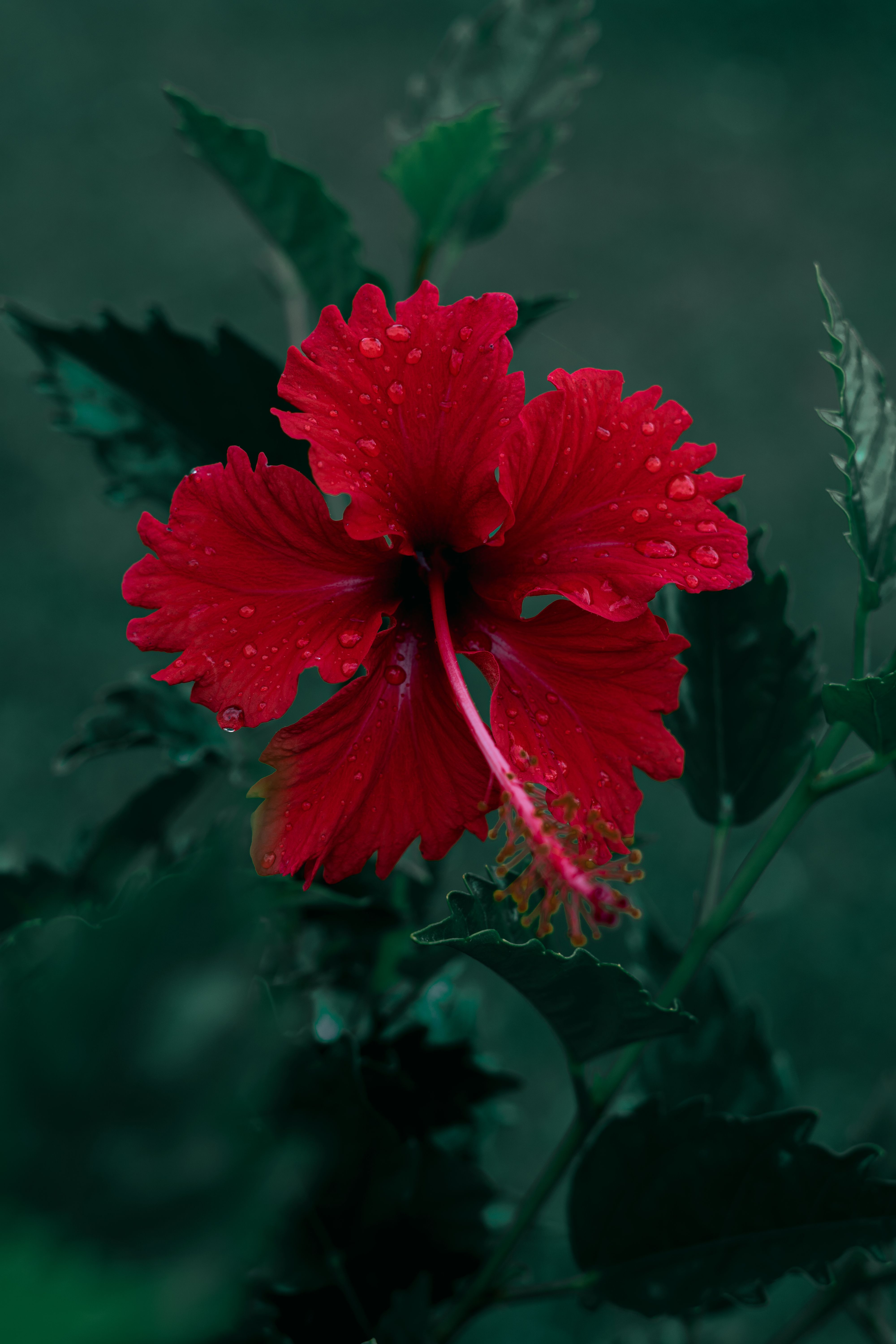 Close up of Red Flower · Free Stock Photo