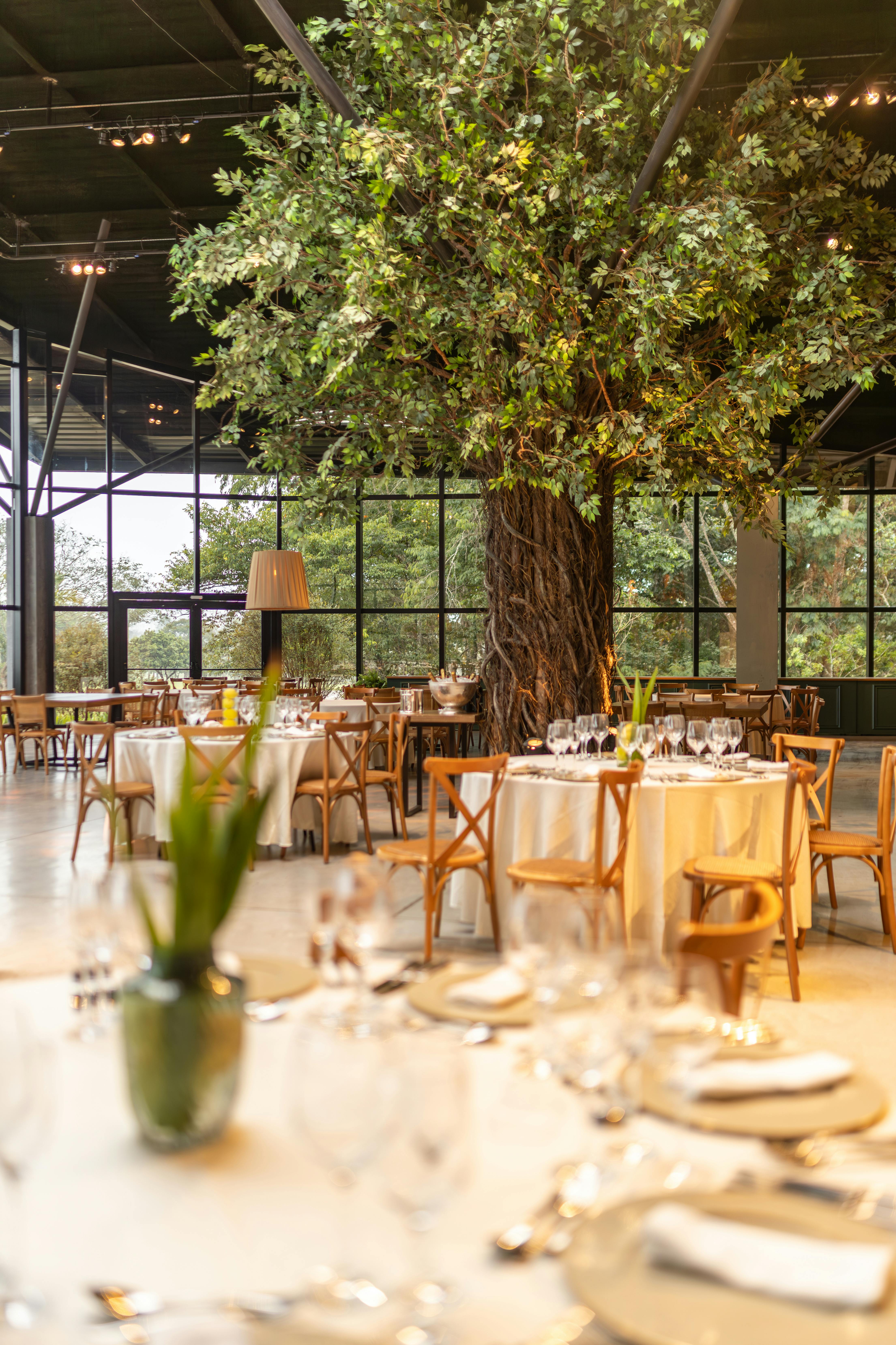 Tree in Restaurant · Free Stock Photo