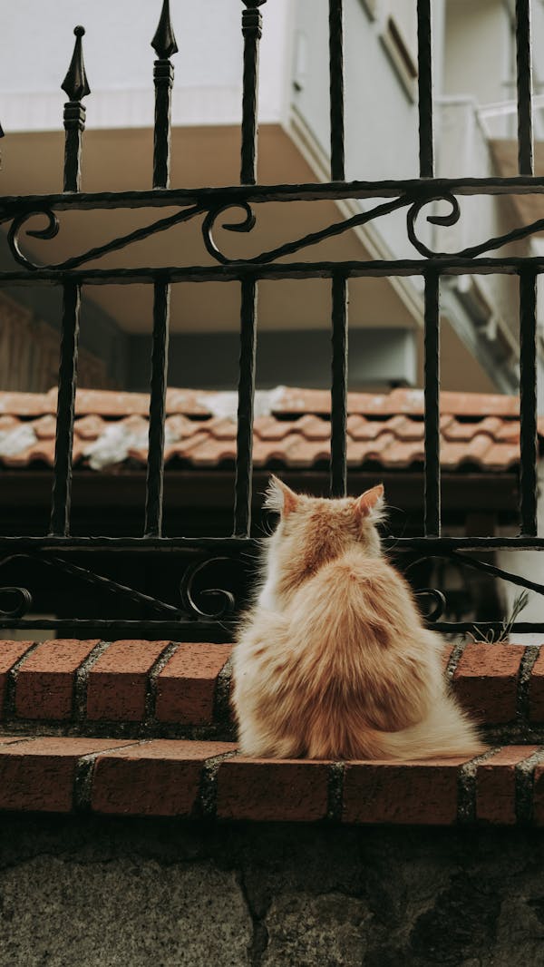 Pet Sitting Photos, Download The BEST Free Pet Sitting Stock Photos ...