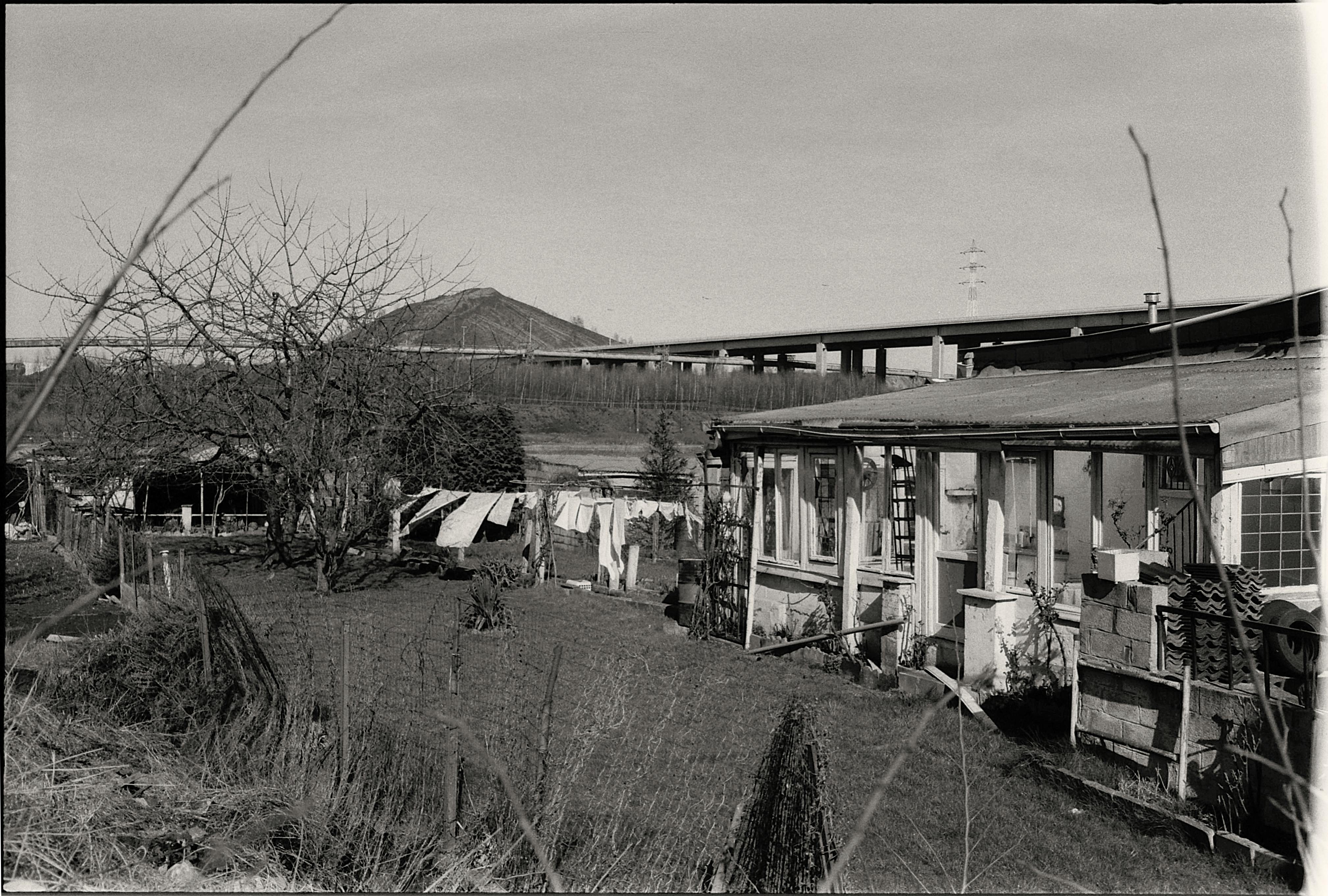 Person Standing among Trees in Forest in Black and White · Free Stock Photo