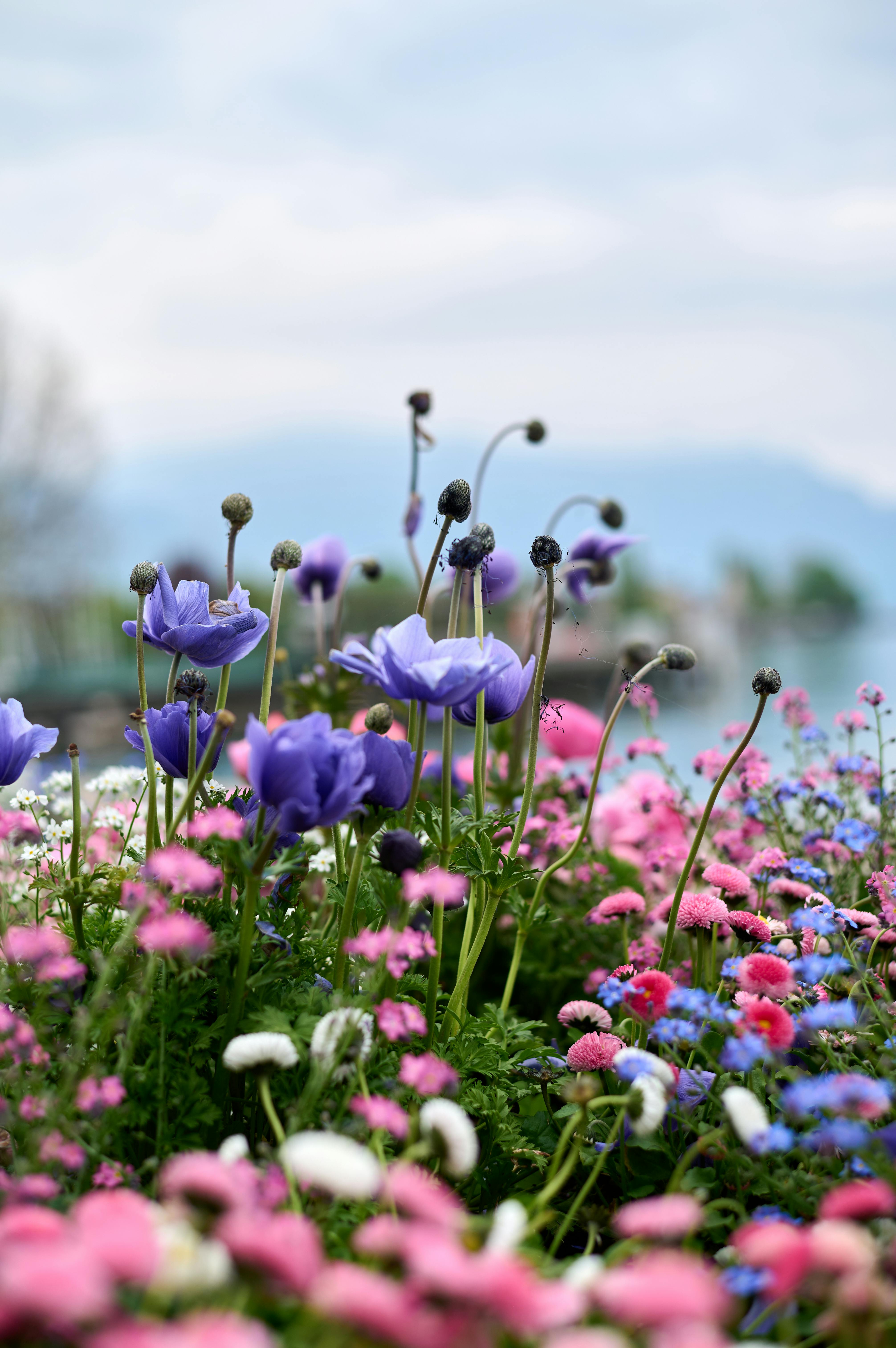 Close up of Colorful Flowers · Free Stock Photo