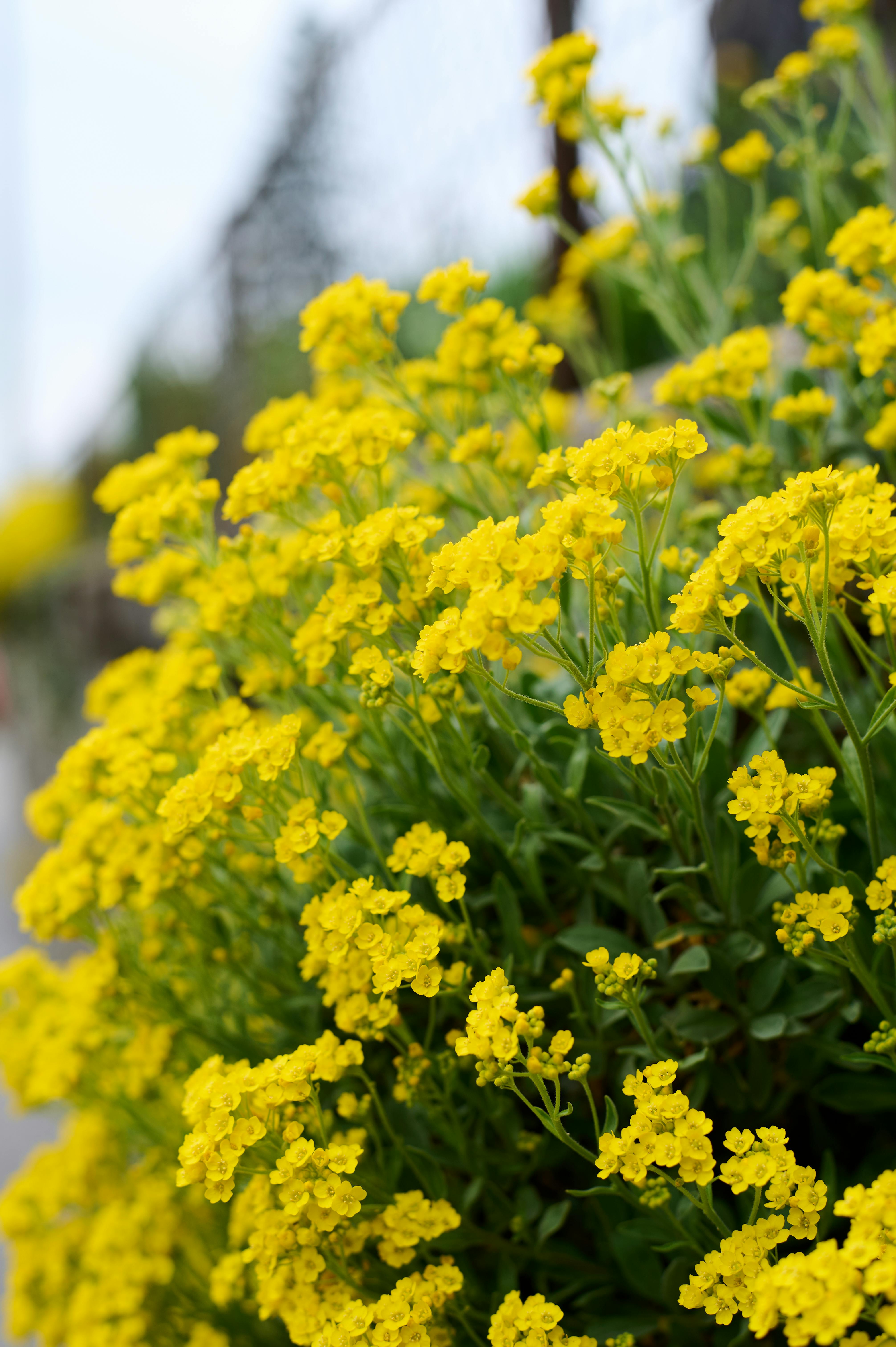 Yellow Alyssum Flowers · Free Stock Photo