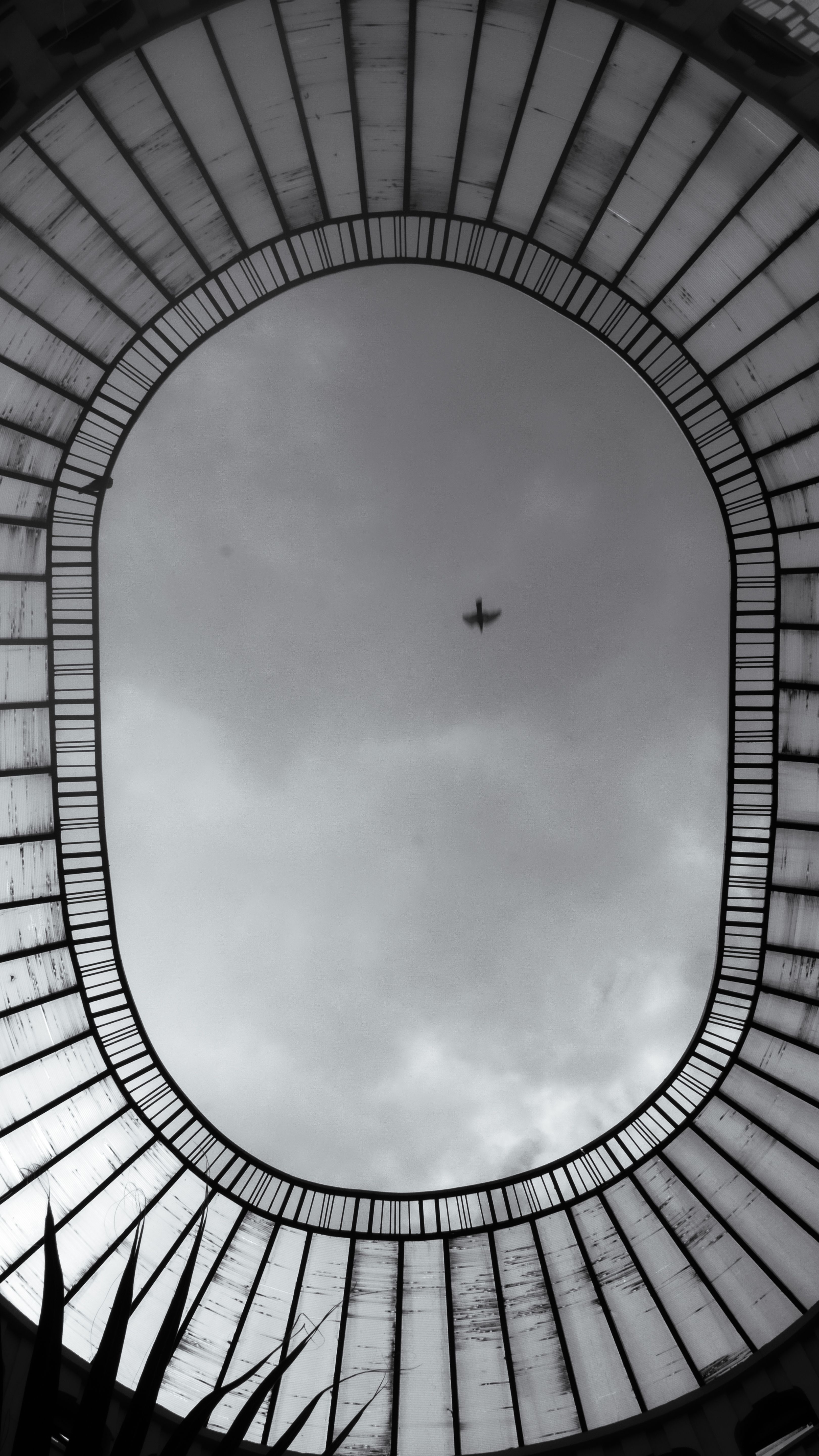 Bird Flying over Building Ceiling · Free Stock Photo