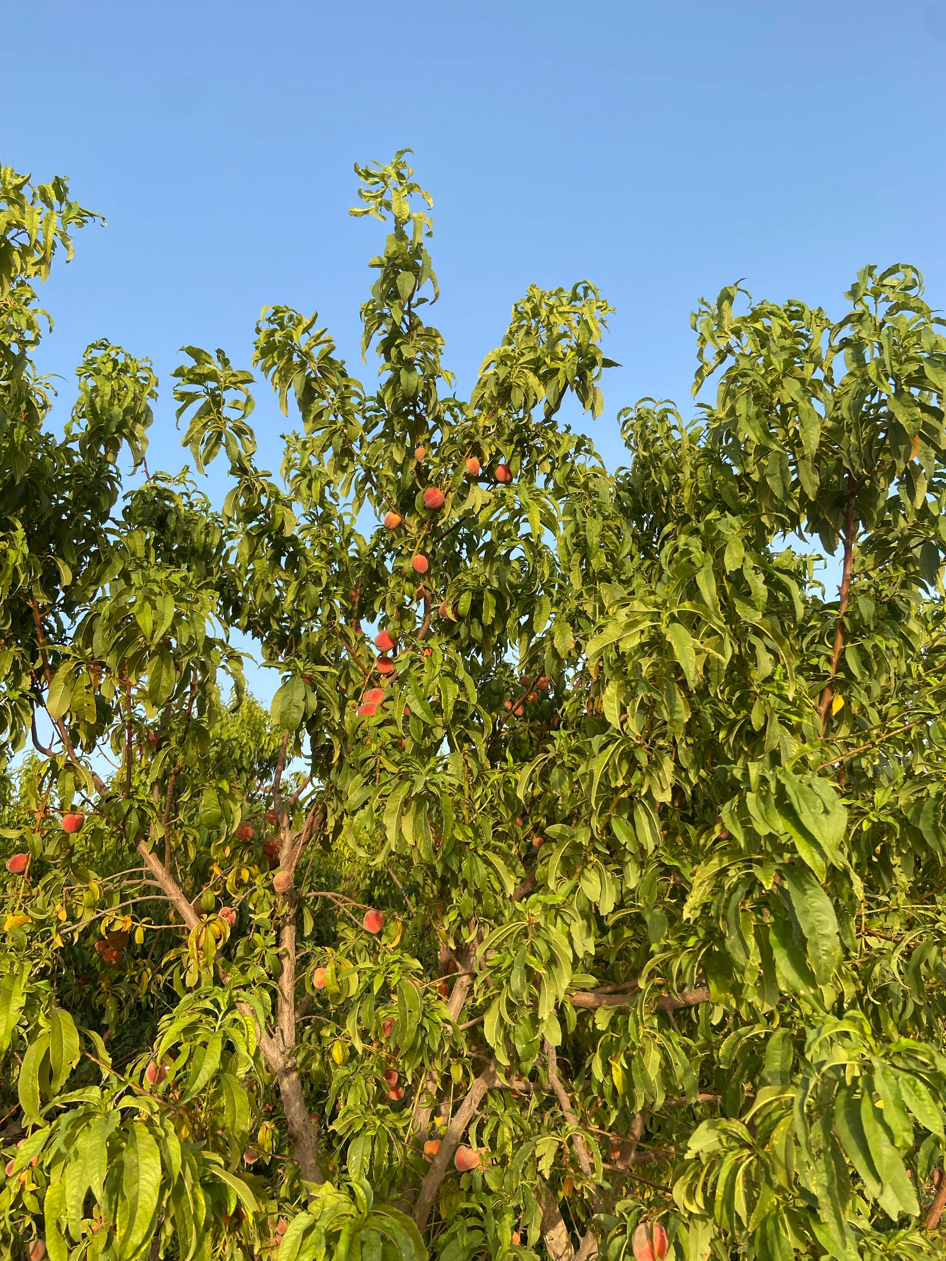 Close up of Green Tree · Free Stock Photo