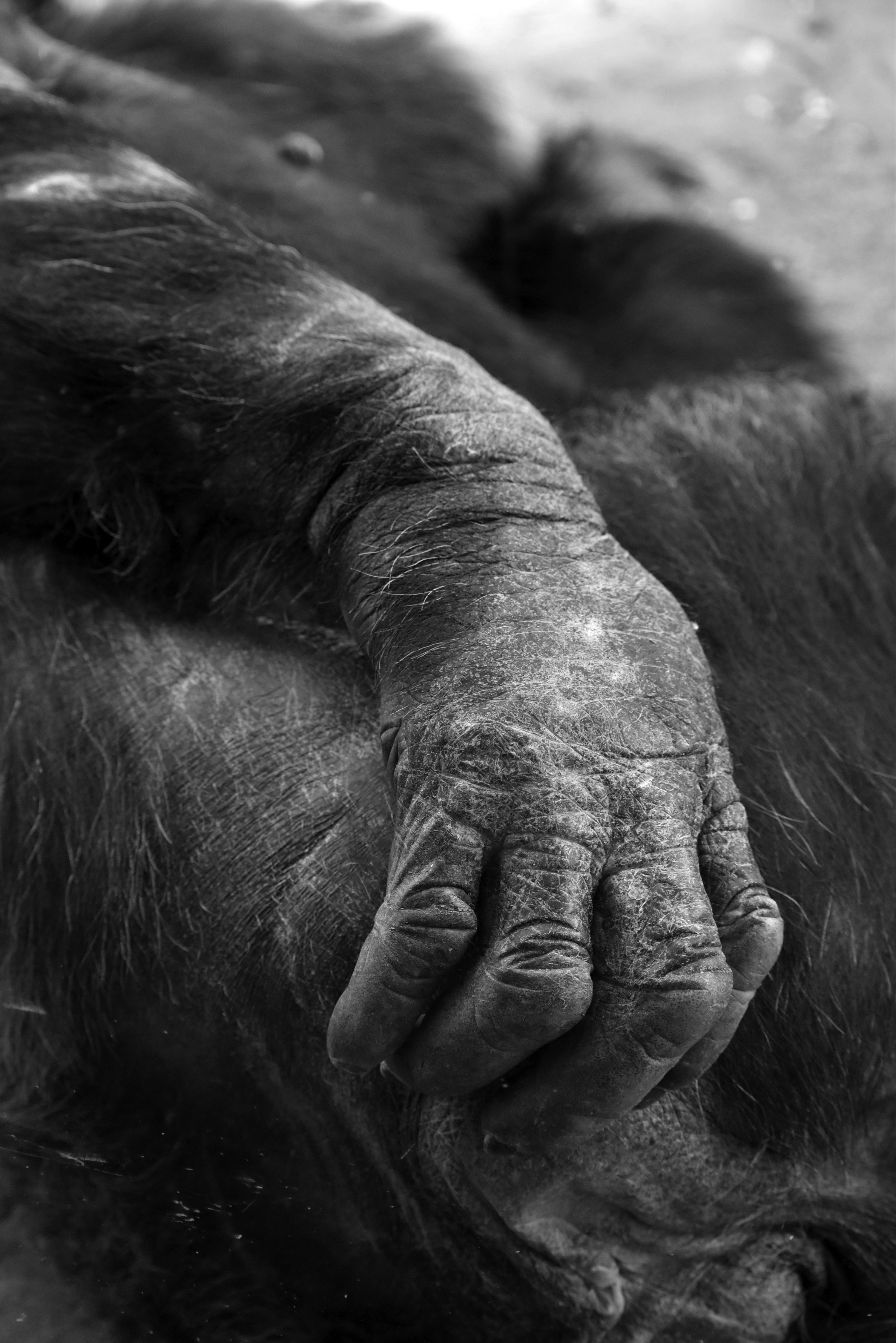 Monkey And Human Photos, Download The BEST Free Monkey And Human Stock ...