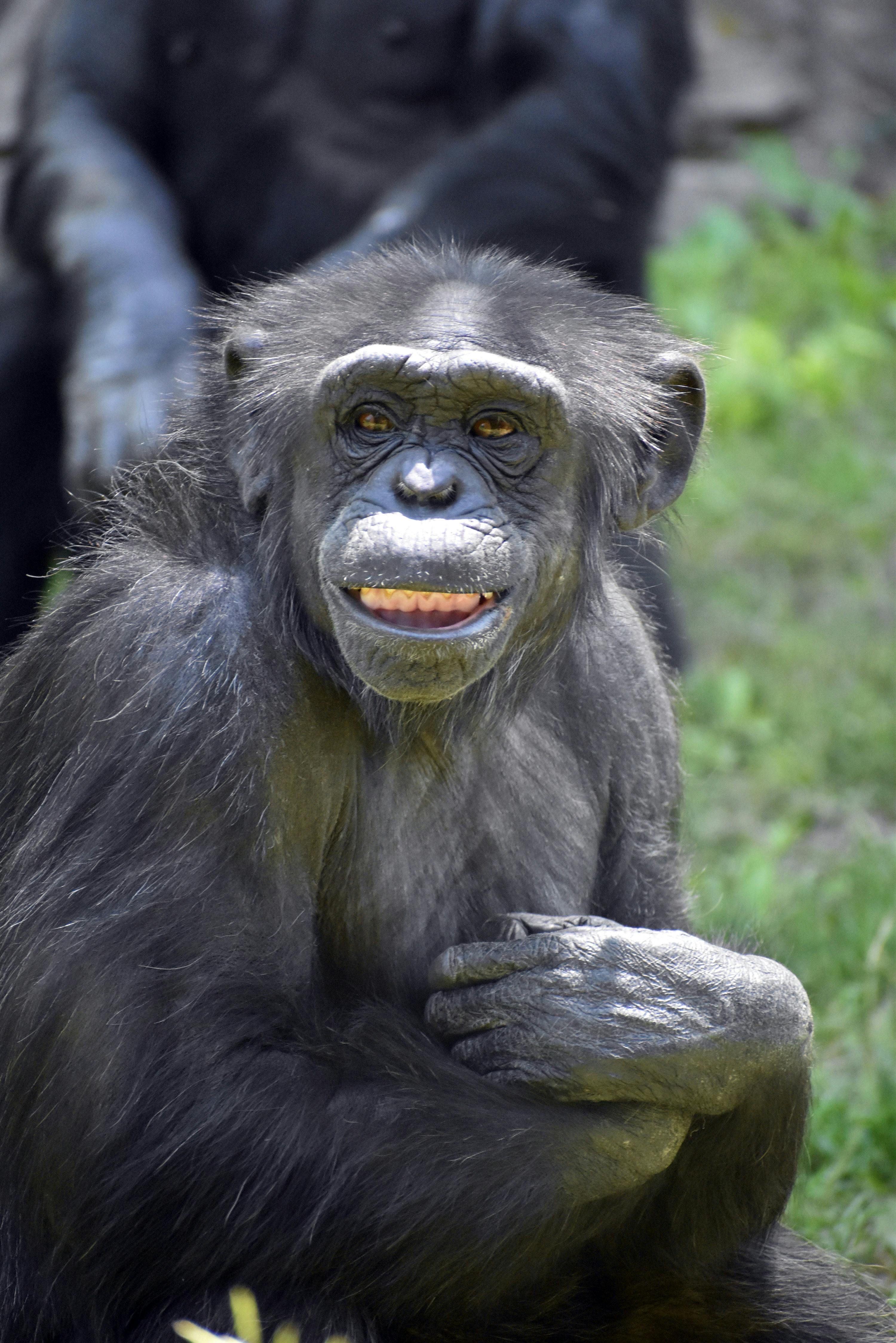 Chimpanzee Smiling · Free Stock Photo