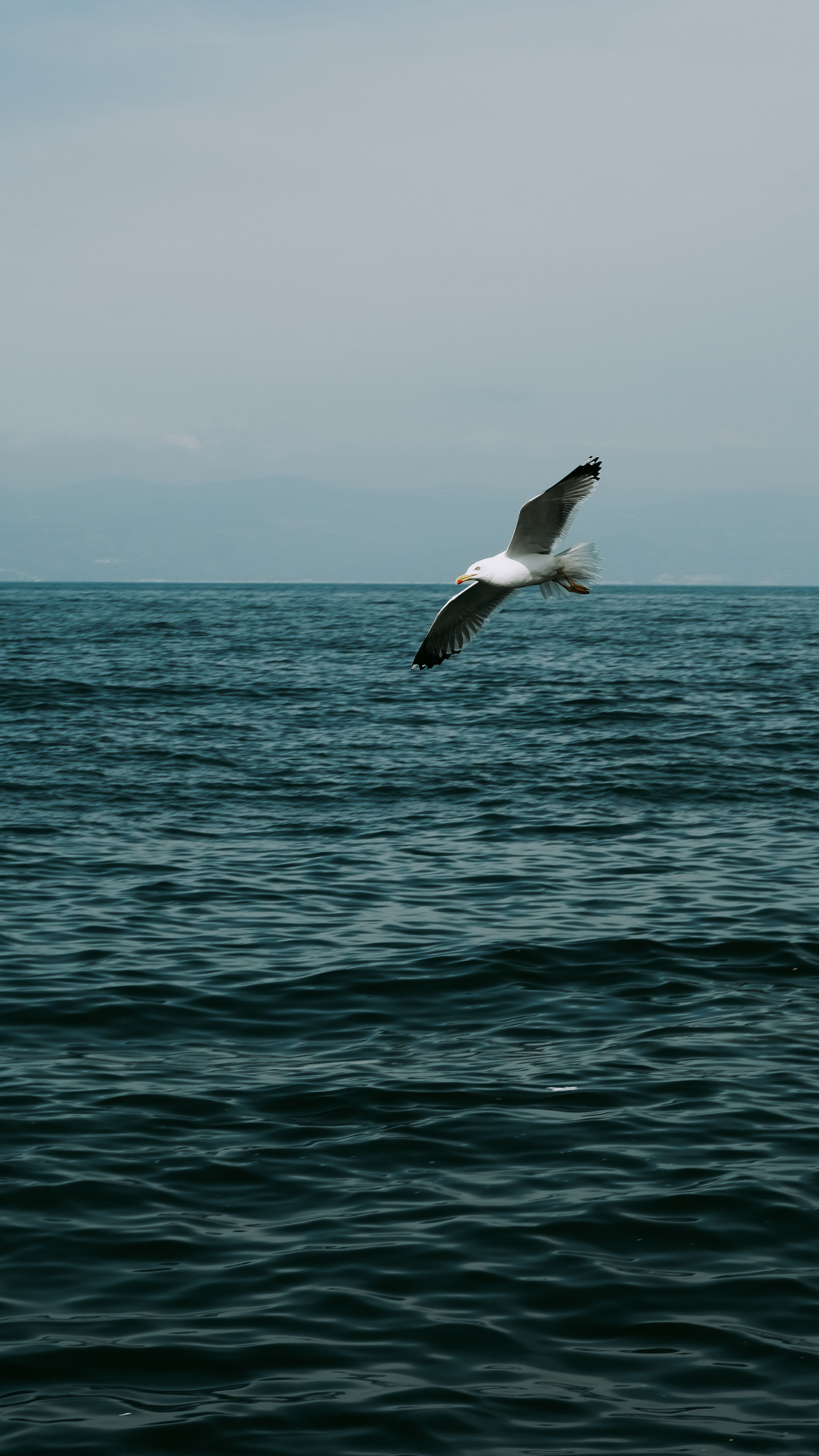 Caribbean Seagulls on Sand · Free Stock Photo