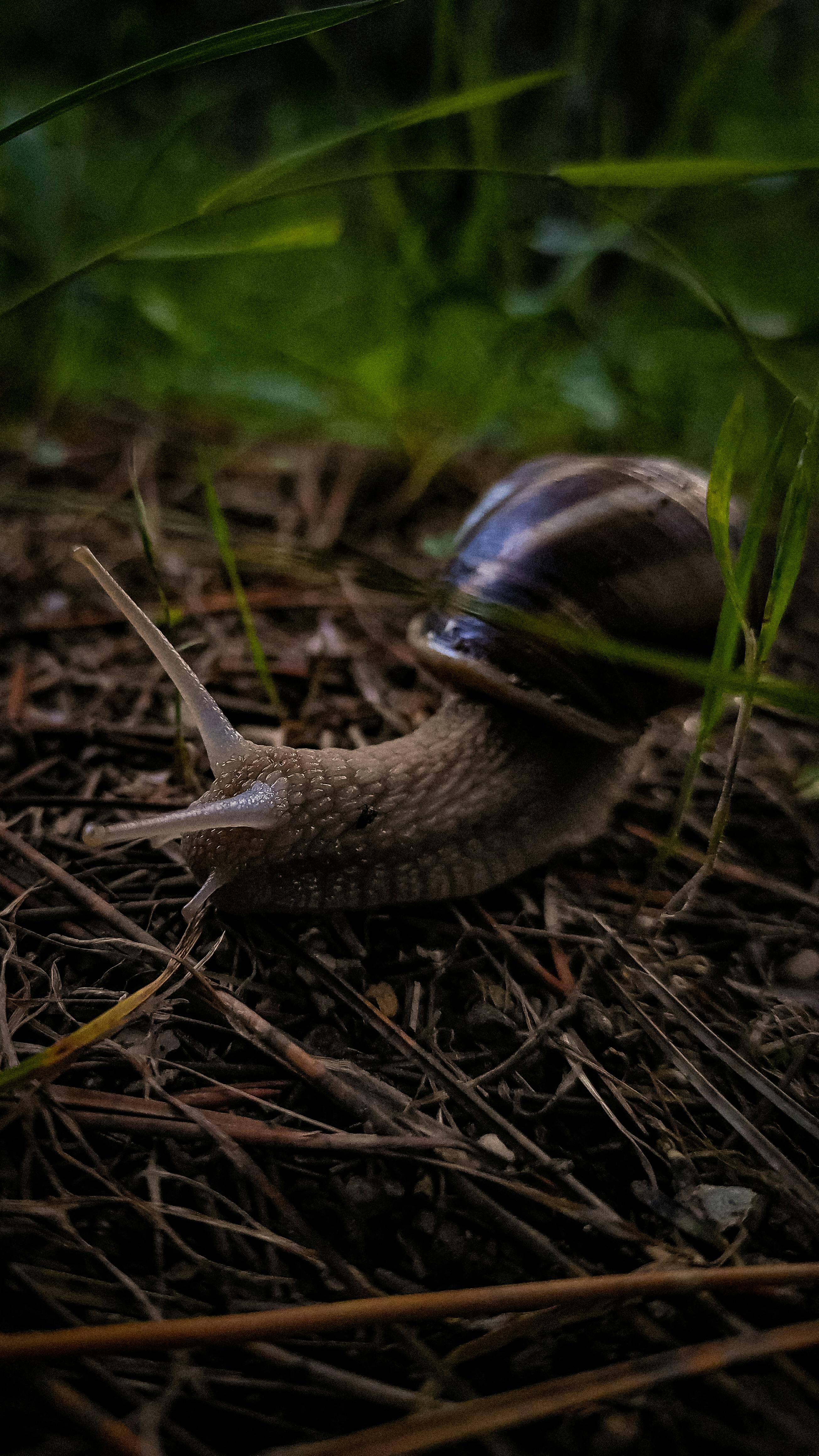 Snail Walking on the Moss · Free Stock Photo
