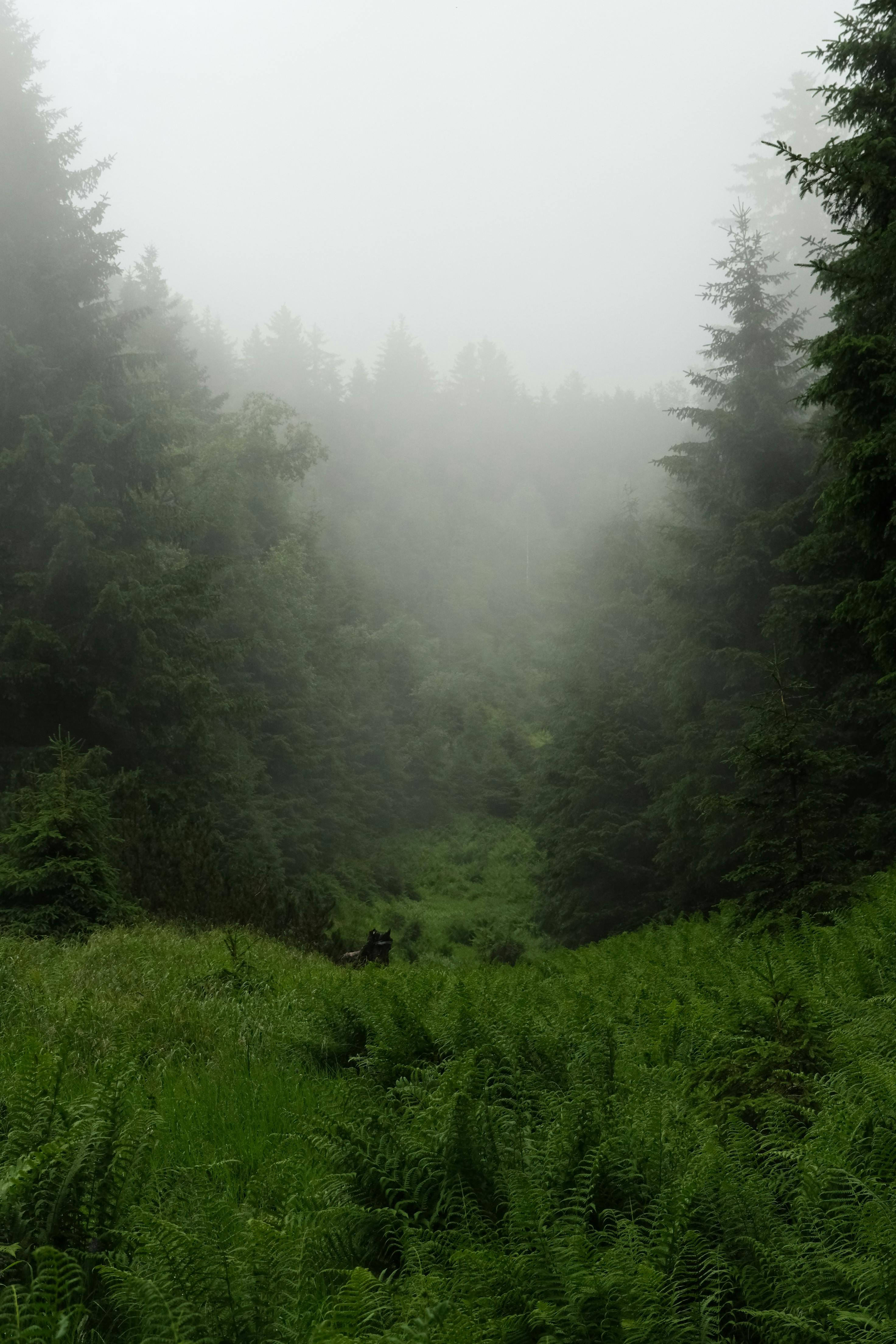 Meadow of Fern in Forest · Free Stock Photo