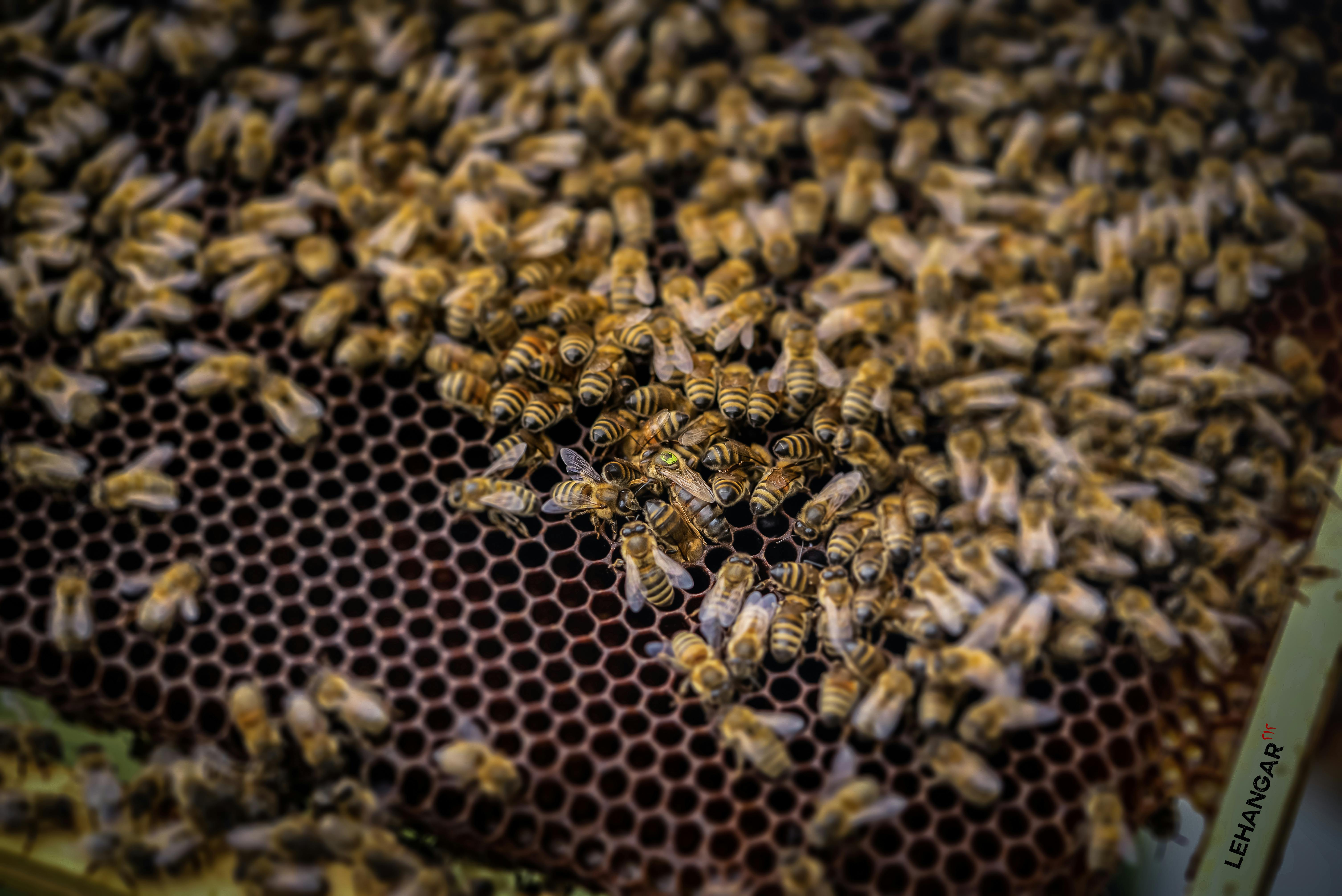 Bees in a Hive · Free Stock Photo