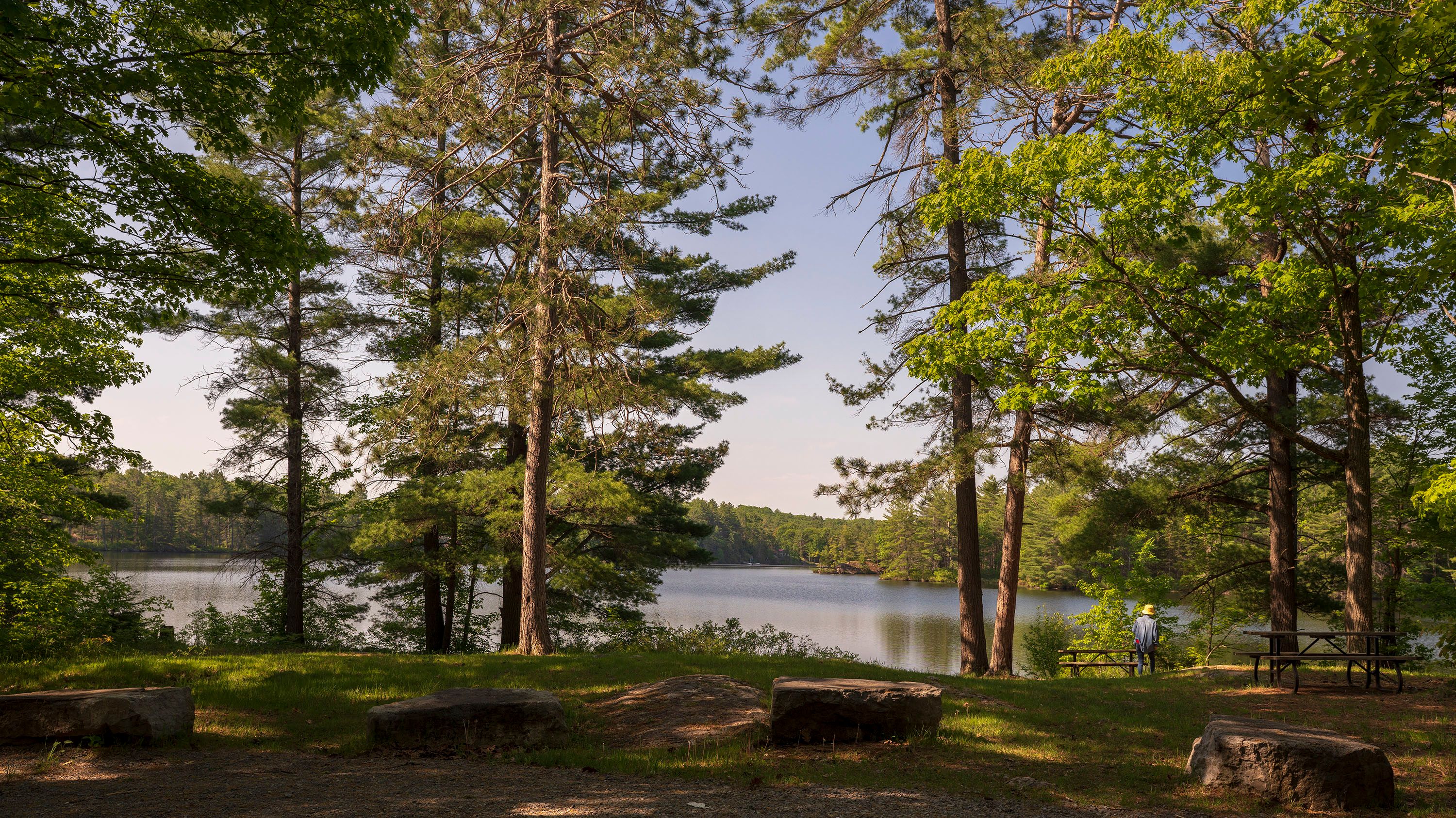 Trees in Forest on Lakeshore · Free Stock Photo