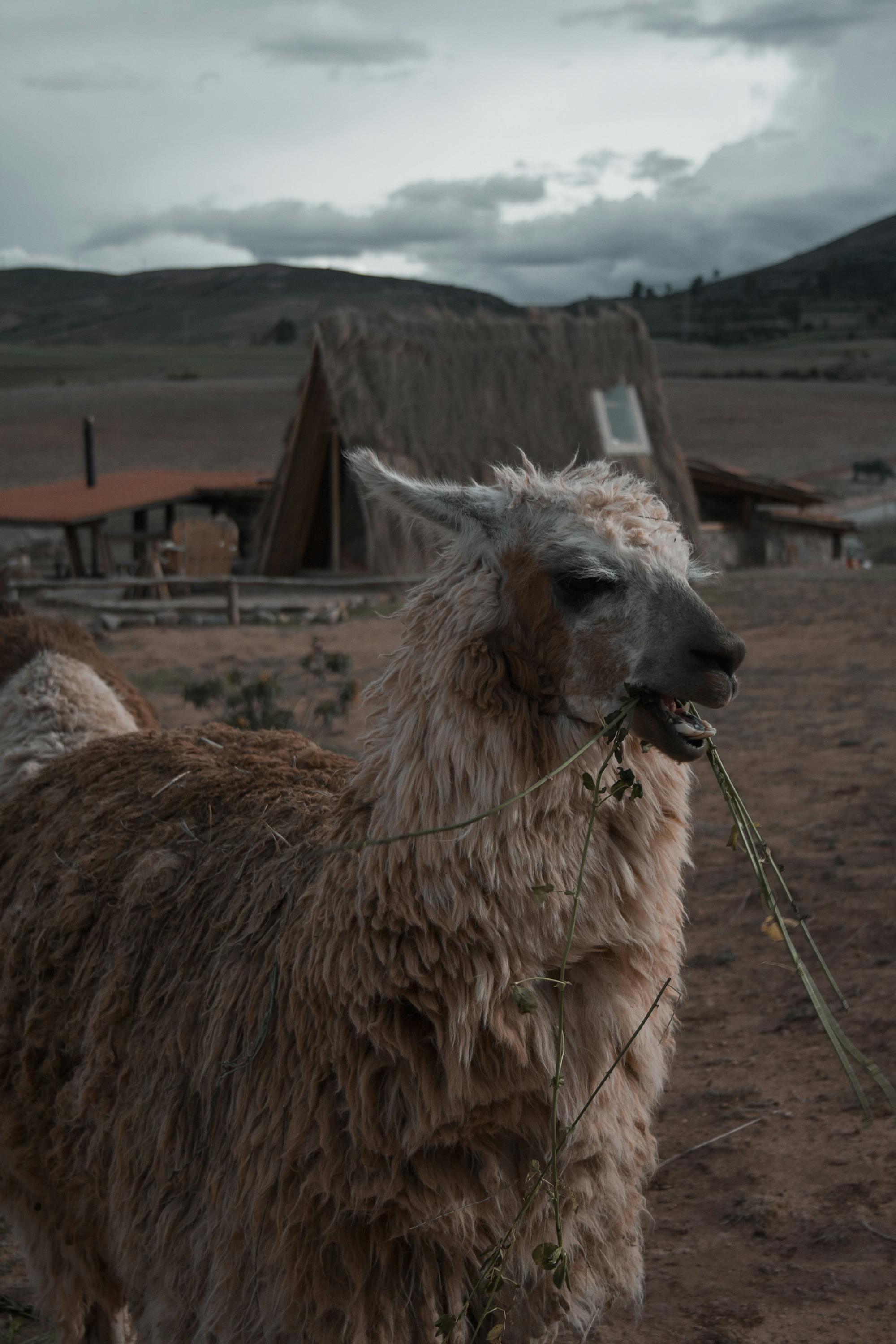 Phone Farm Photos, Download The BEST Free Phone Farm Stock Photos & HD ...