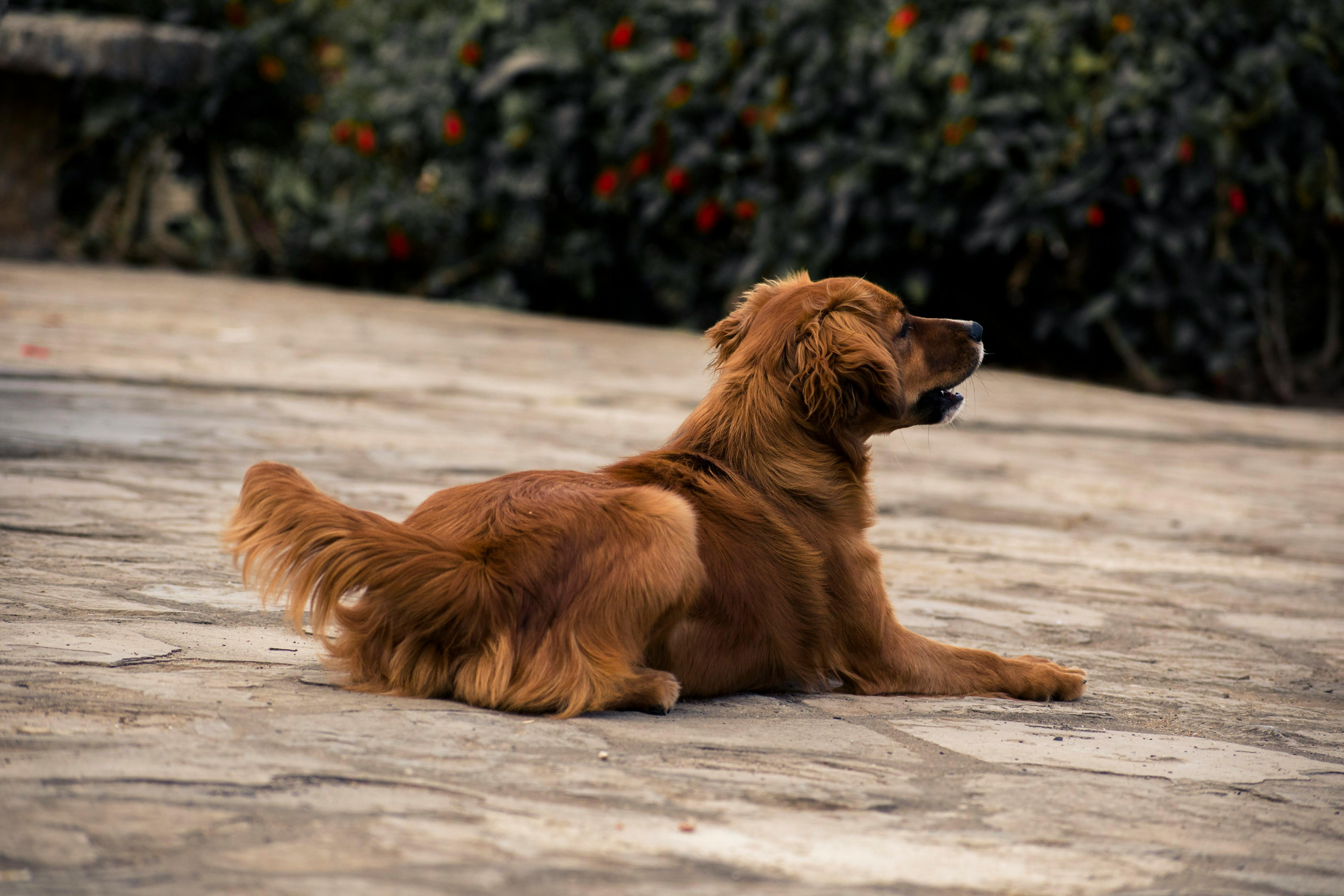 Photo of a Dressed Dog Lying on a Floor · Free Stock Photo