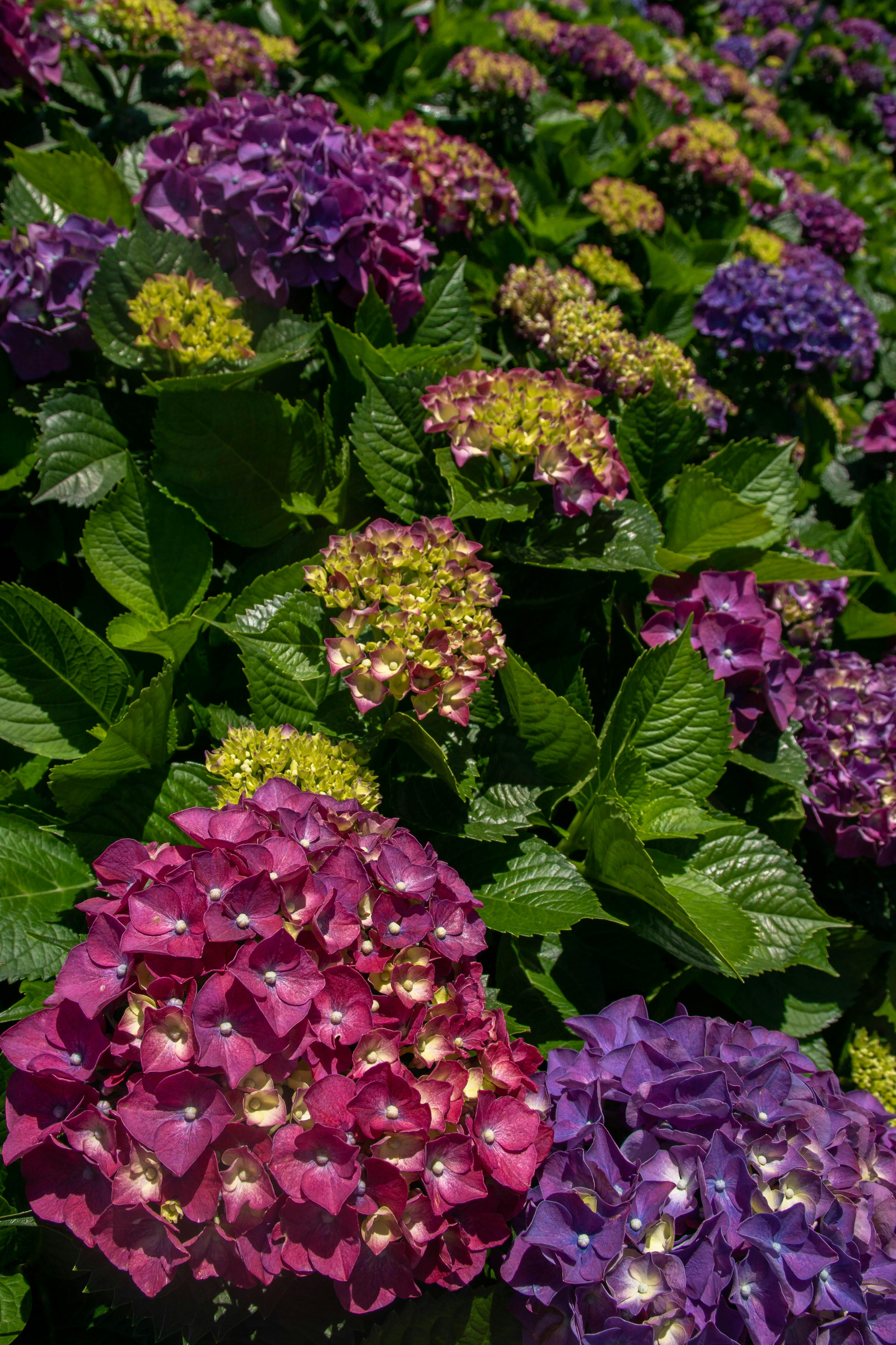 Close-up of Hydrangea Flowers · Free Stock Photo
