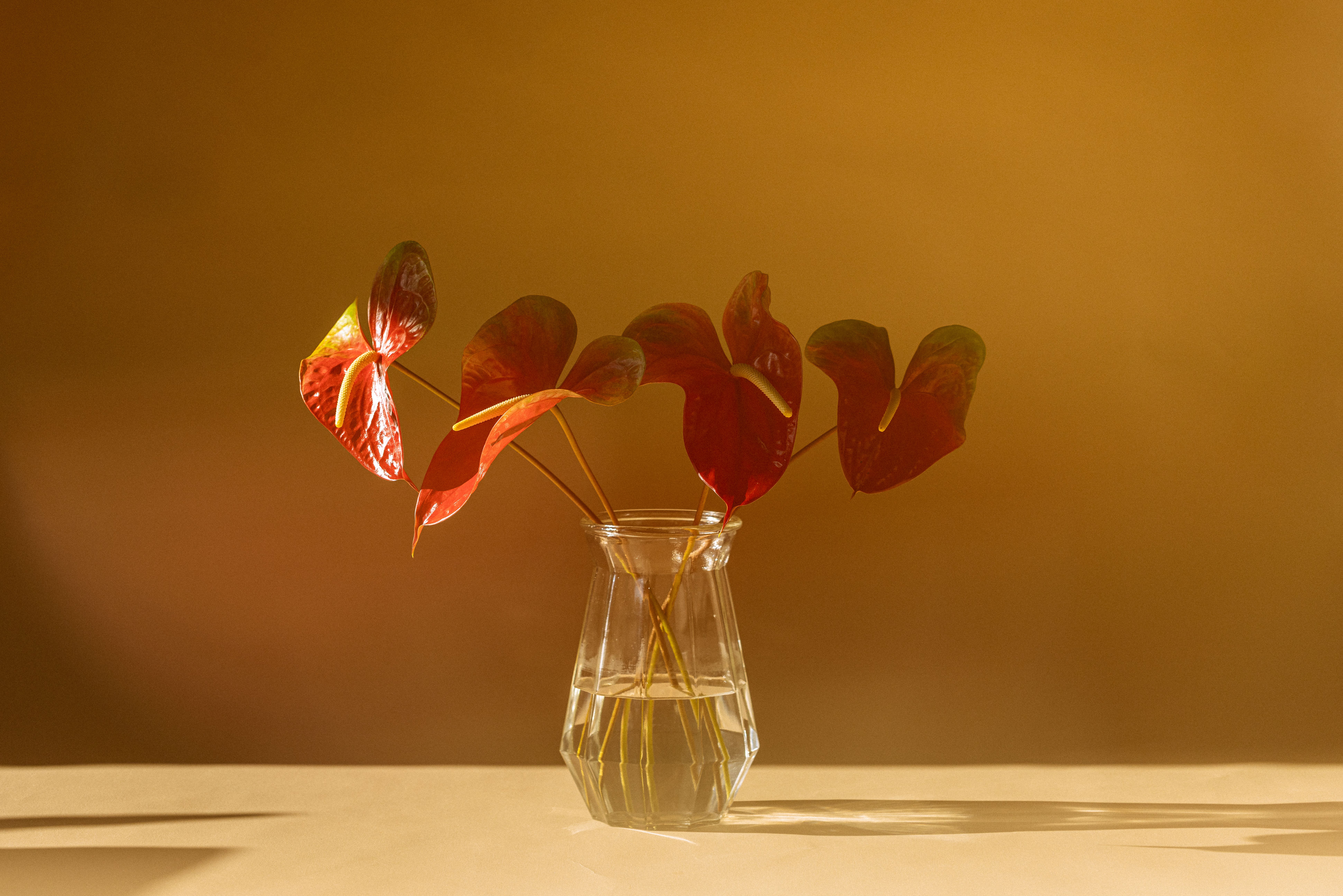 Anthurium Flowers in a Glass Vase · Free Stock Photo