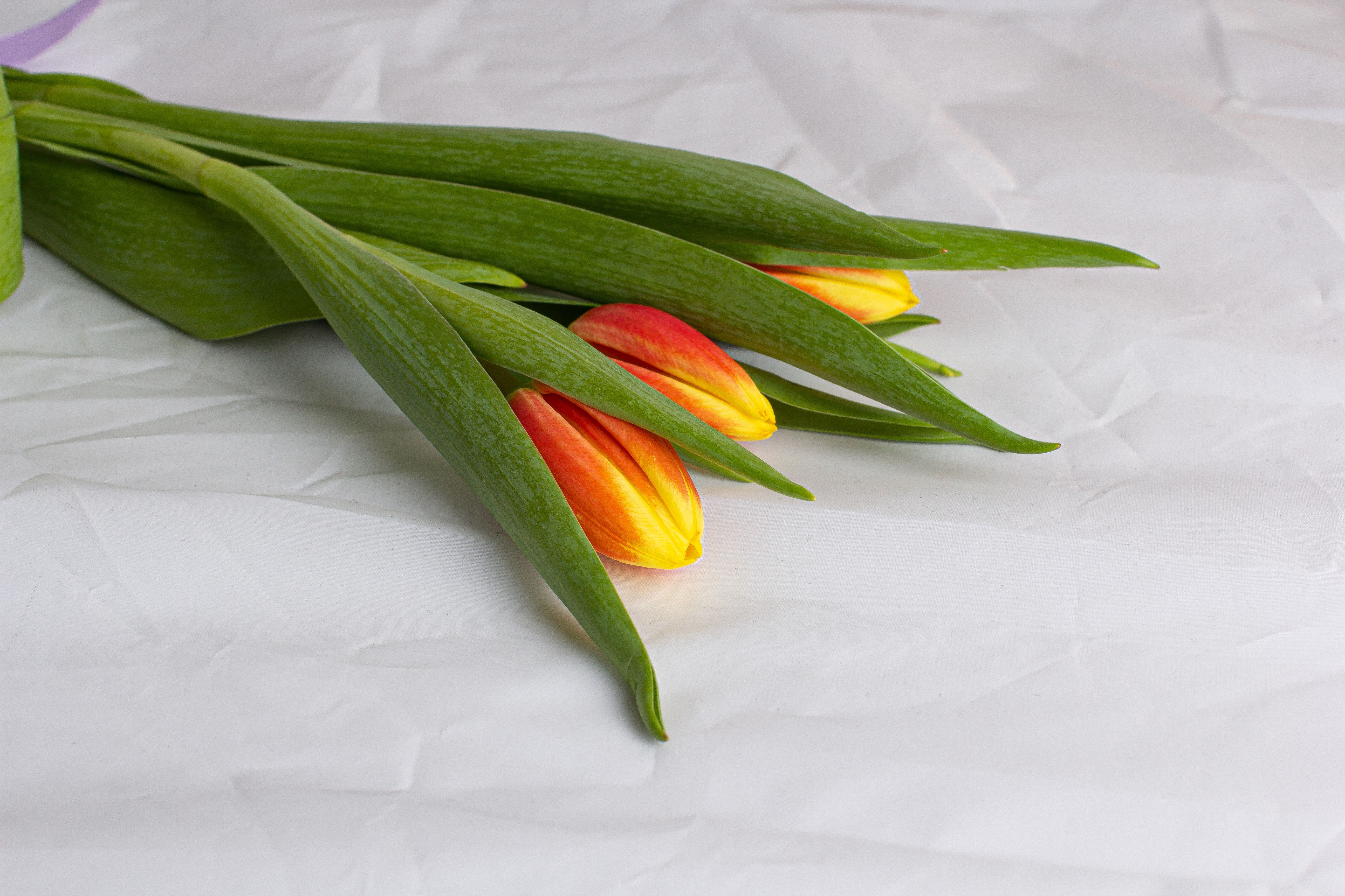 Bunch of Tulips Lying on White Cloth · Free Stock Photo