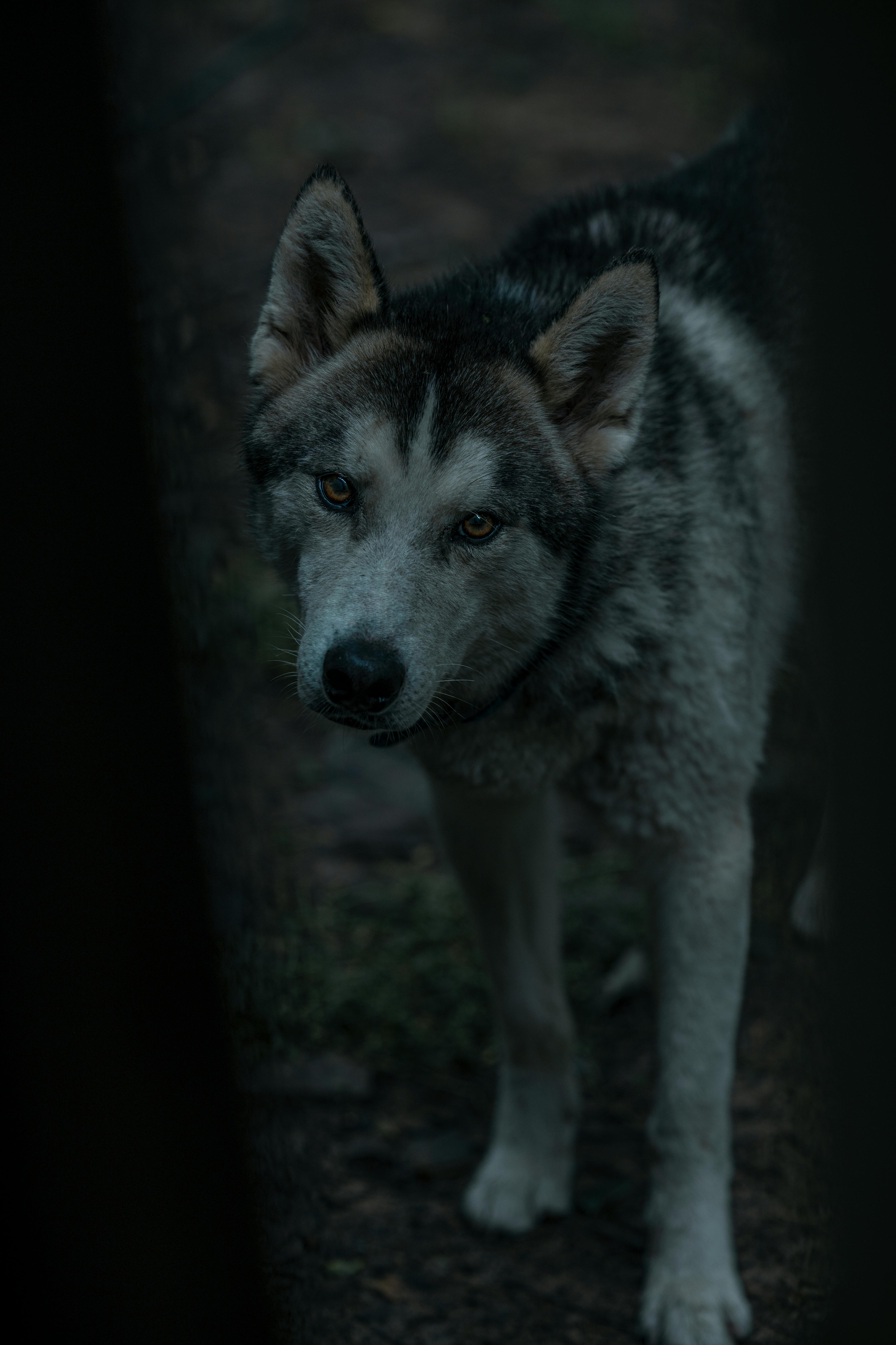 Wild Standing Wolf · Free Stock Photo