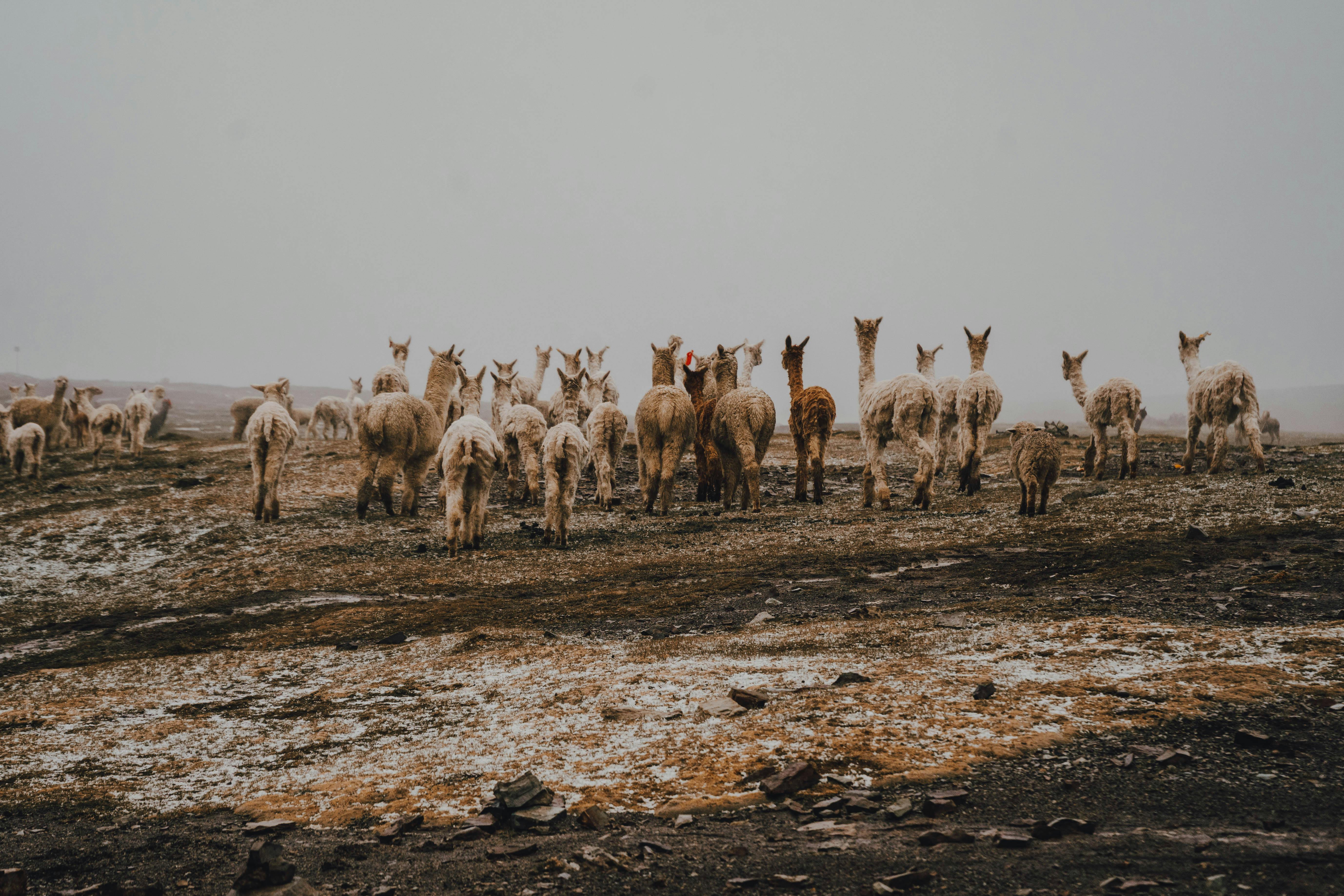 Herd of Alpacas on a Field · Free Stock Photo