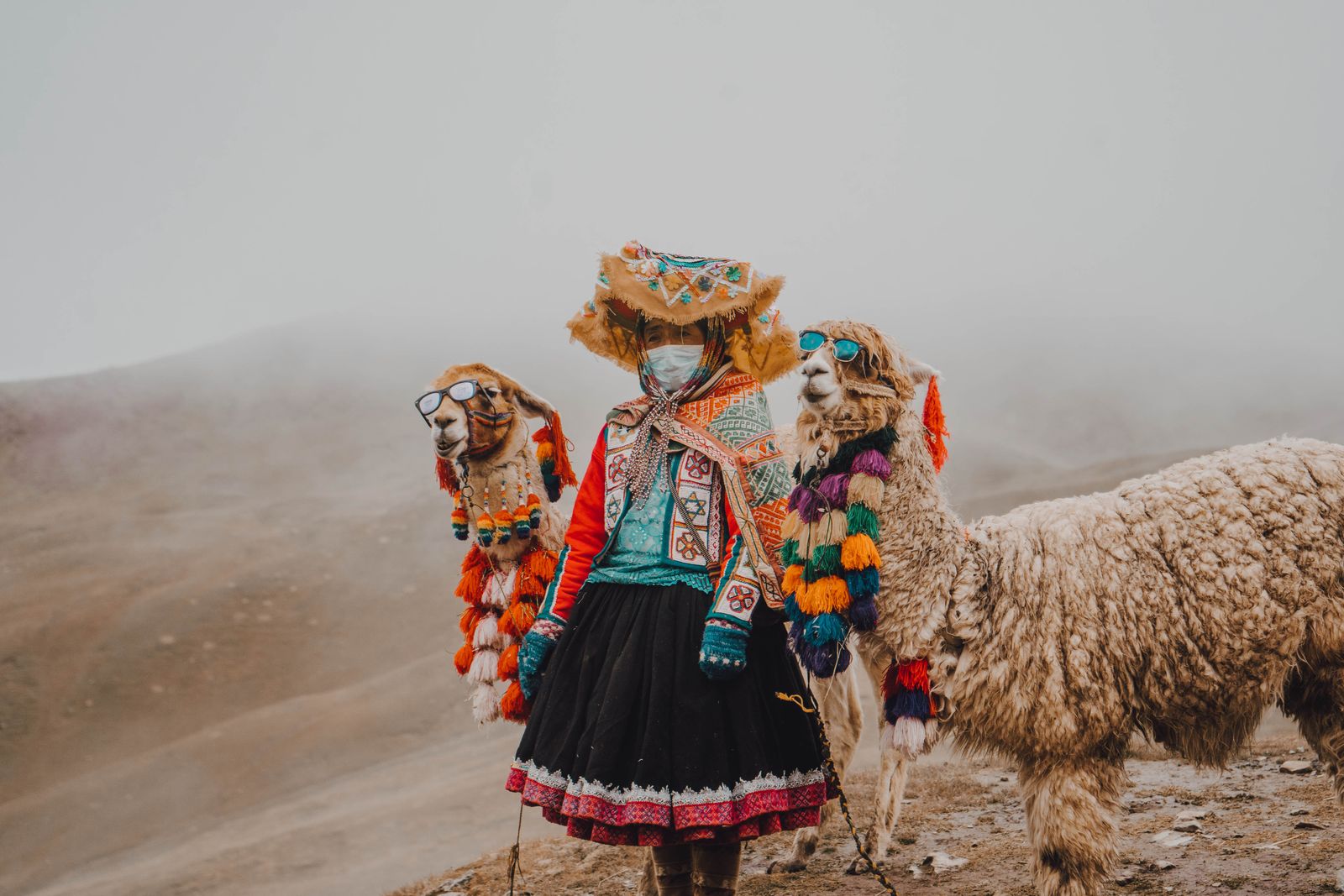 Alpacas Photos, Download The BEST Free Alpacas Stock Photos & HD Images