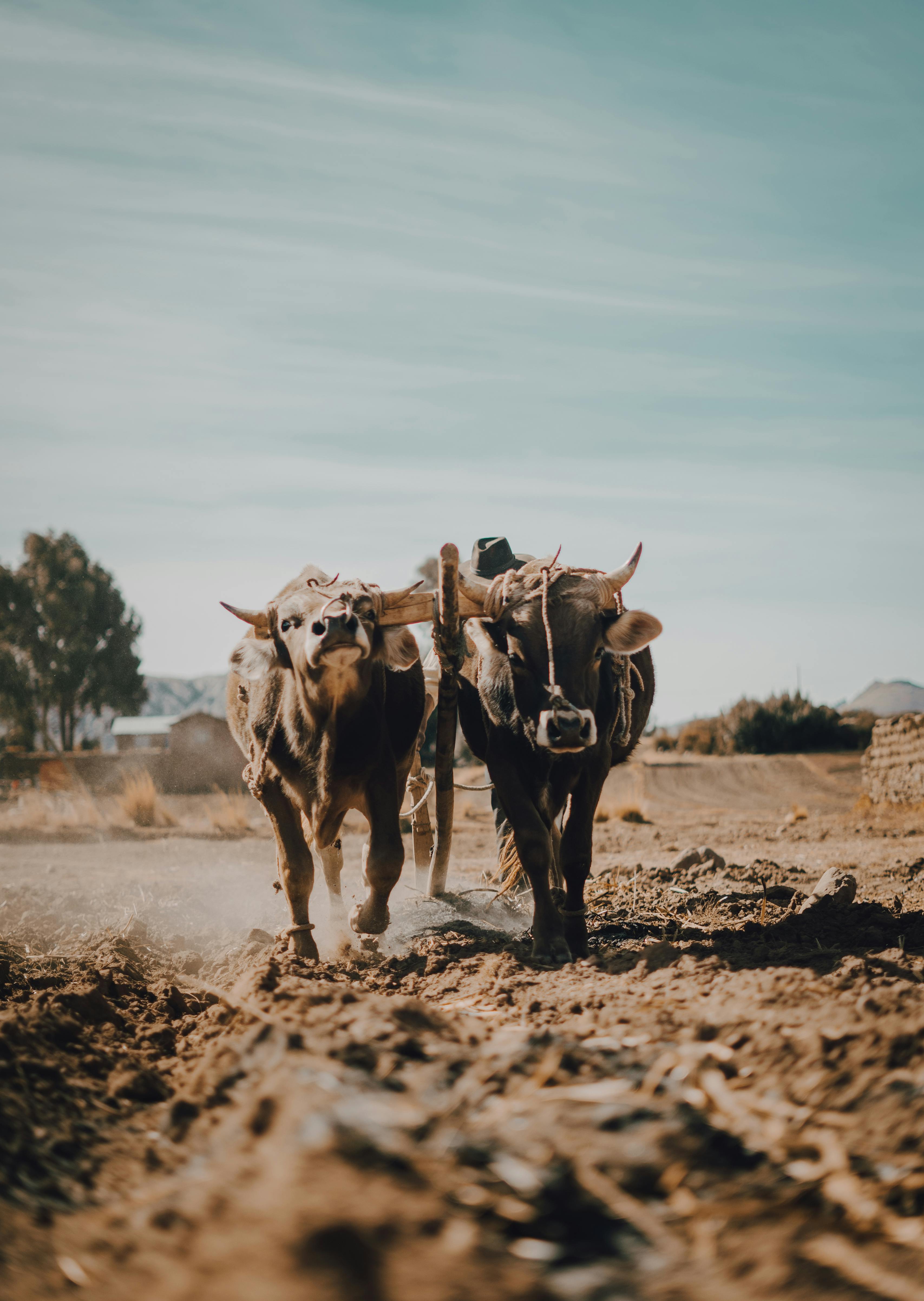Oxen Working in Field · Free Stock Photo