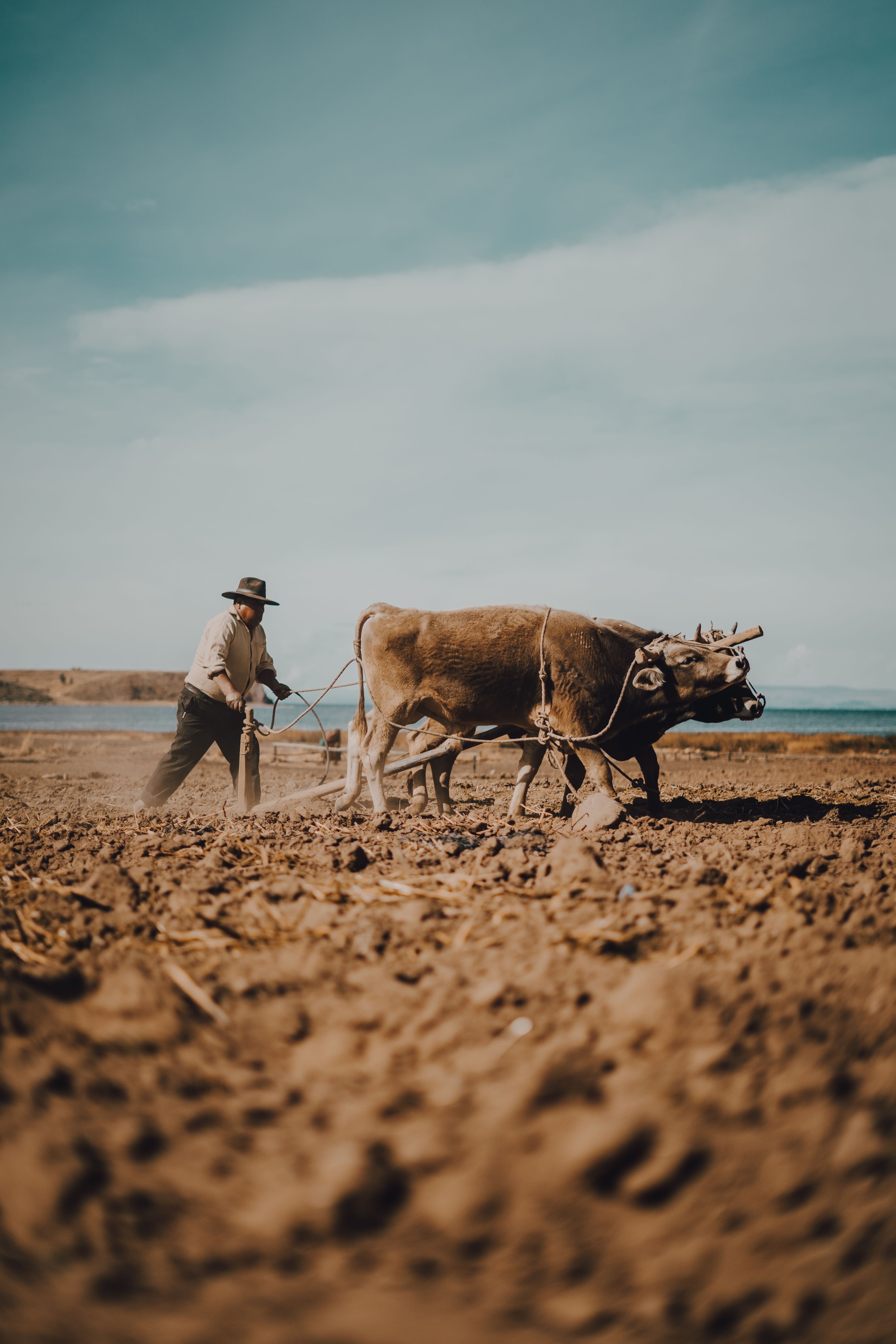 Ethnic farmer with bulls plowing land in countryside · Free Stock Photo