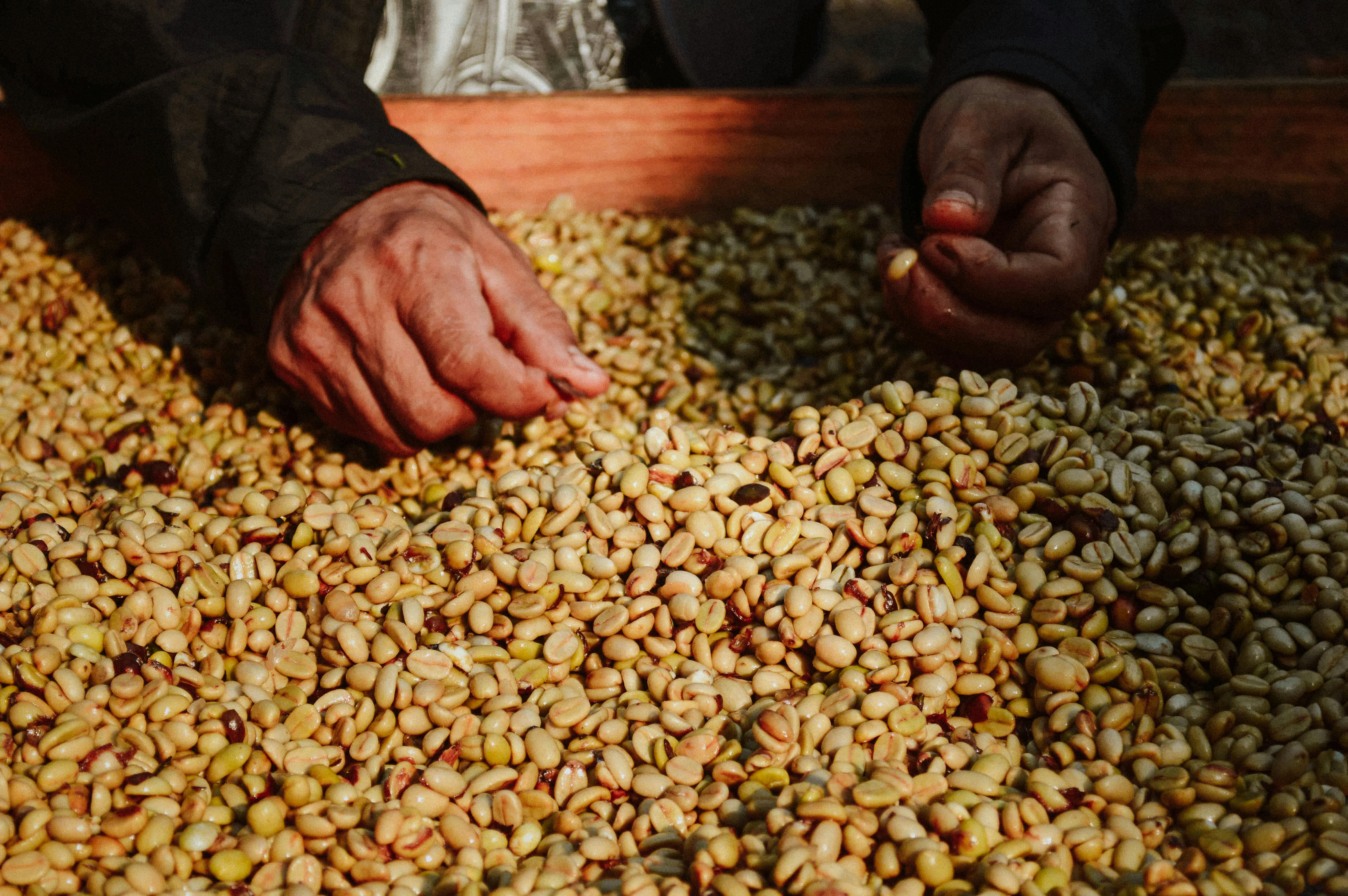 Close-up of an Elderly Person Standing a Container Full of Coffee Beans ...