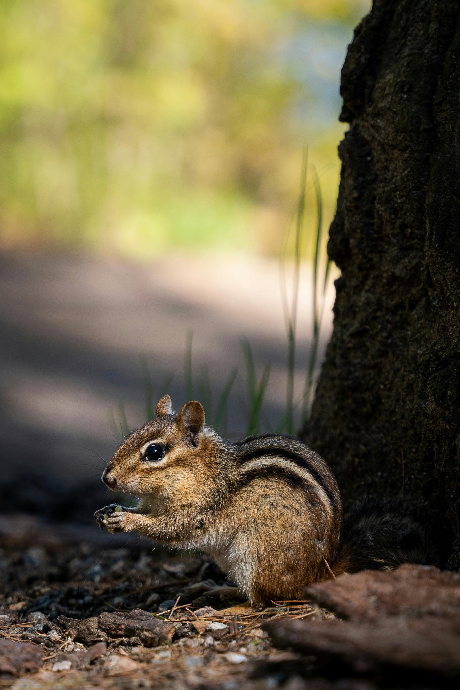 Brown and Black Chipmunk on Rock Eating · Free Stock Photo