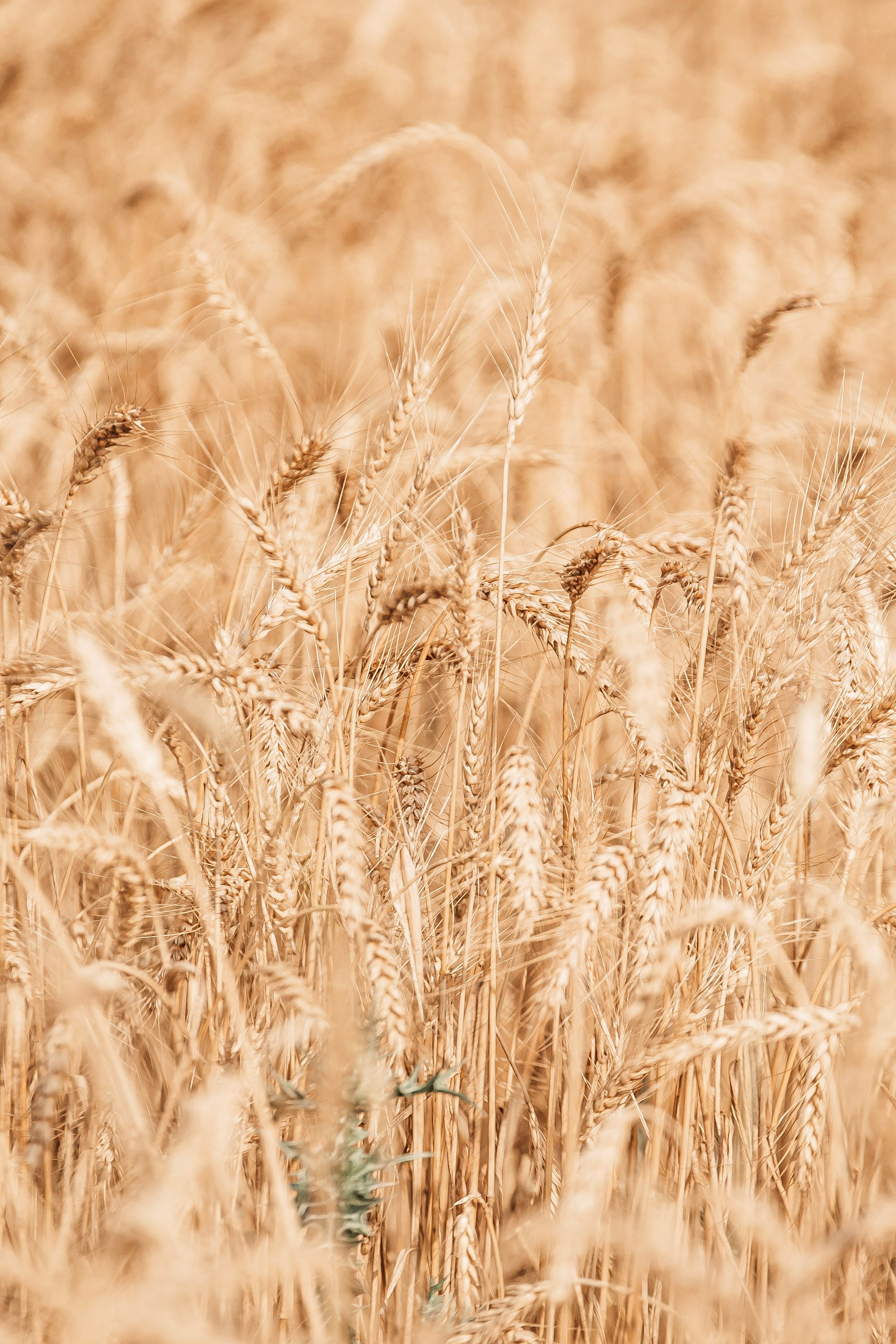 Blades of Ripe Wheat · Free Stock Photo