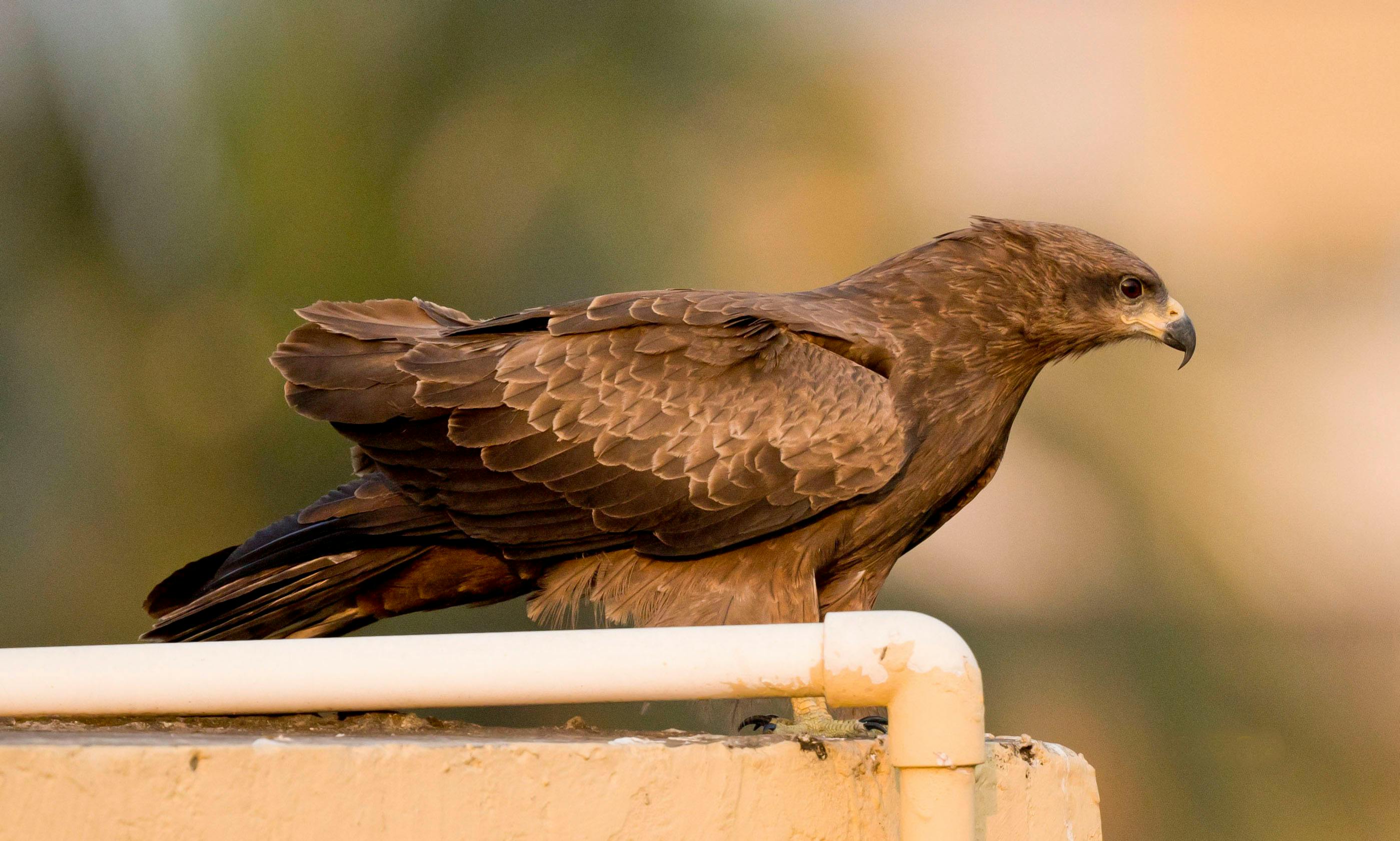 Black Kite Bird · Free Stock Photo
