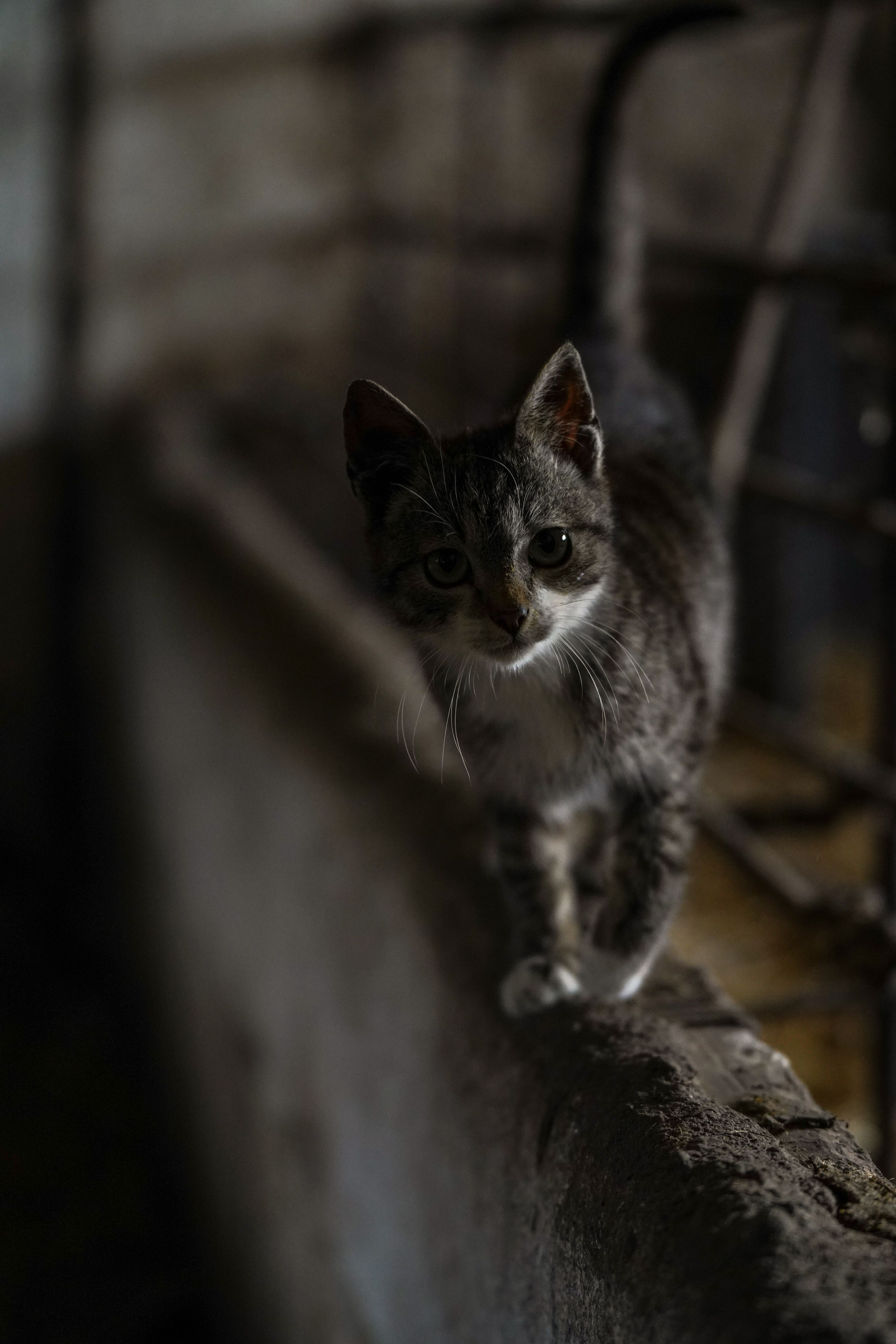 Young Cat in Barn · Free Stock Photo