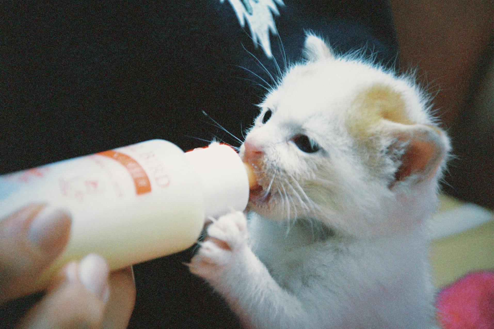 Cat leukemia life expectancy and prognosis made simple