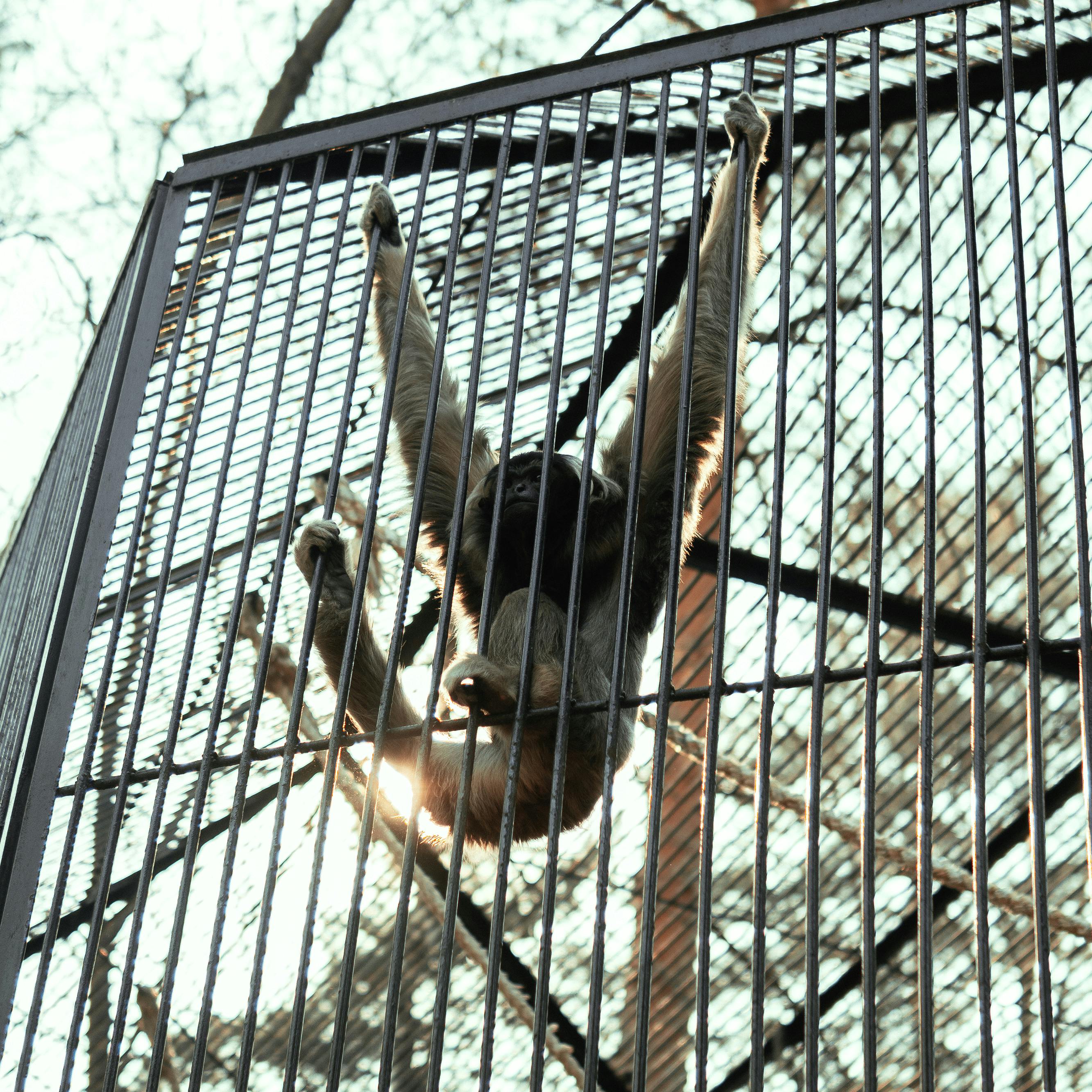 Chimpanzees in a Cage · Free Stock Photo