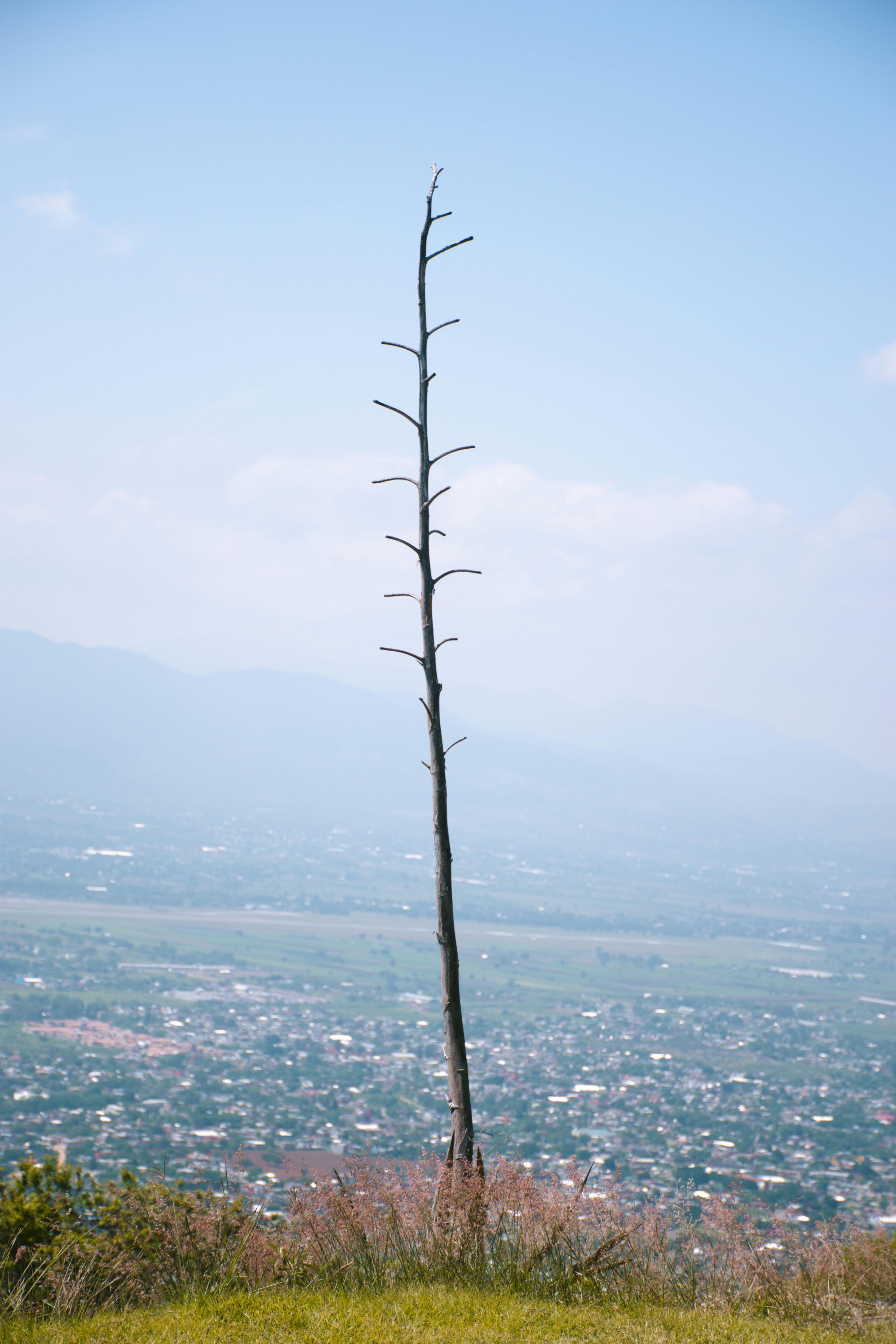 Withered Tree on Hill over Town · Free Stock Photo