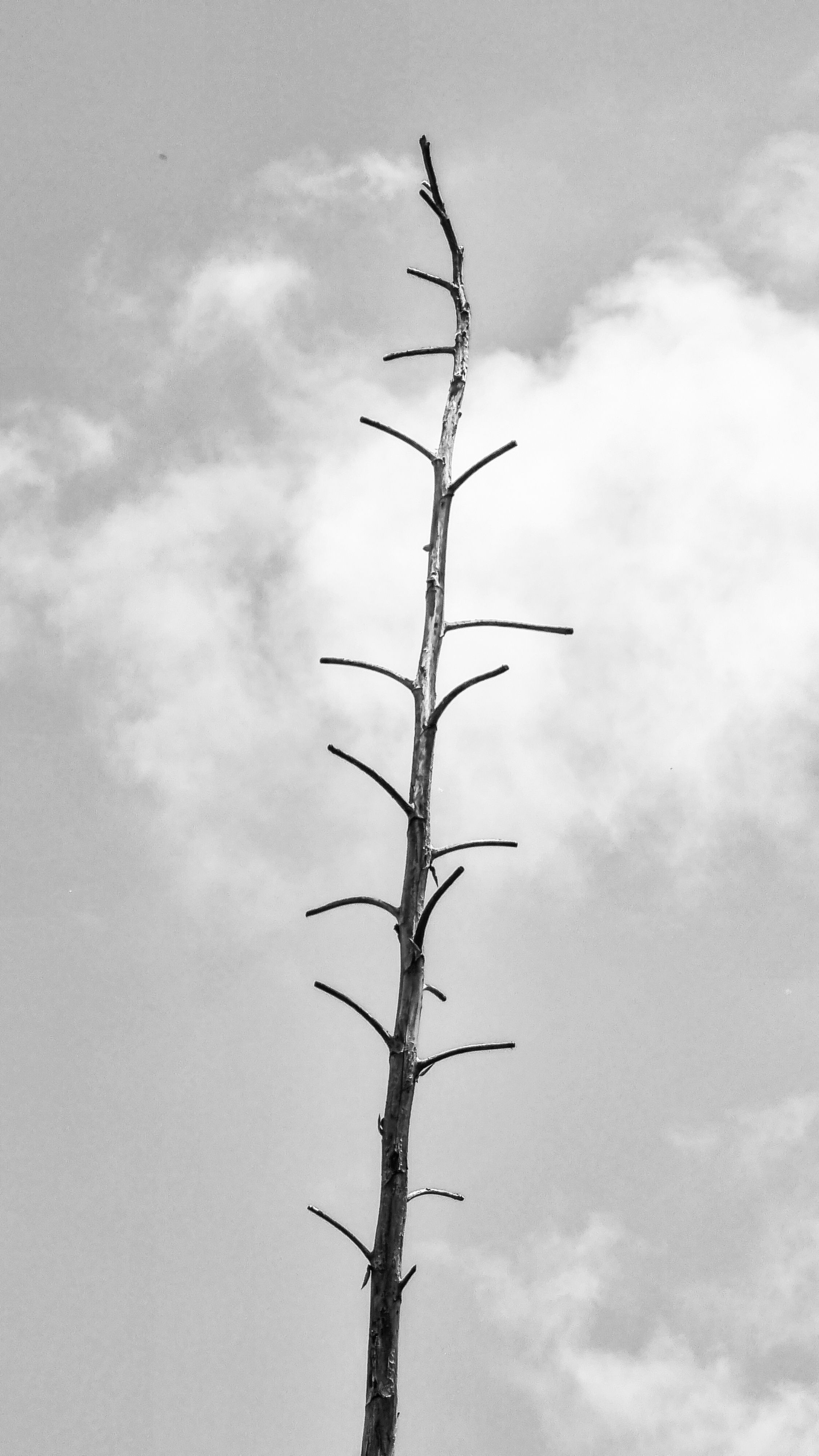 Withered Tree in Black and White · Free Stock Photo