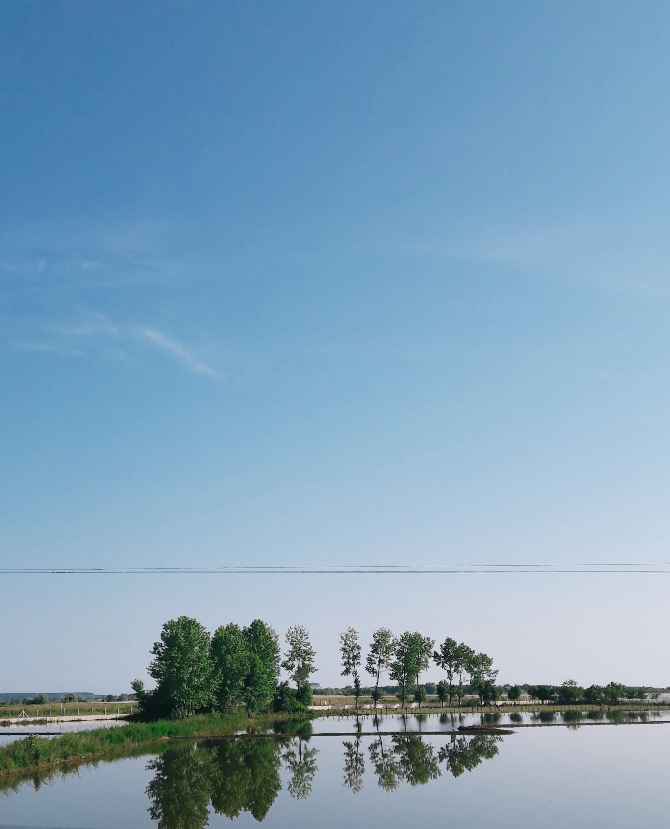 Trees among Water Ponds · Free Stock Photo