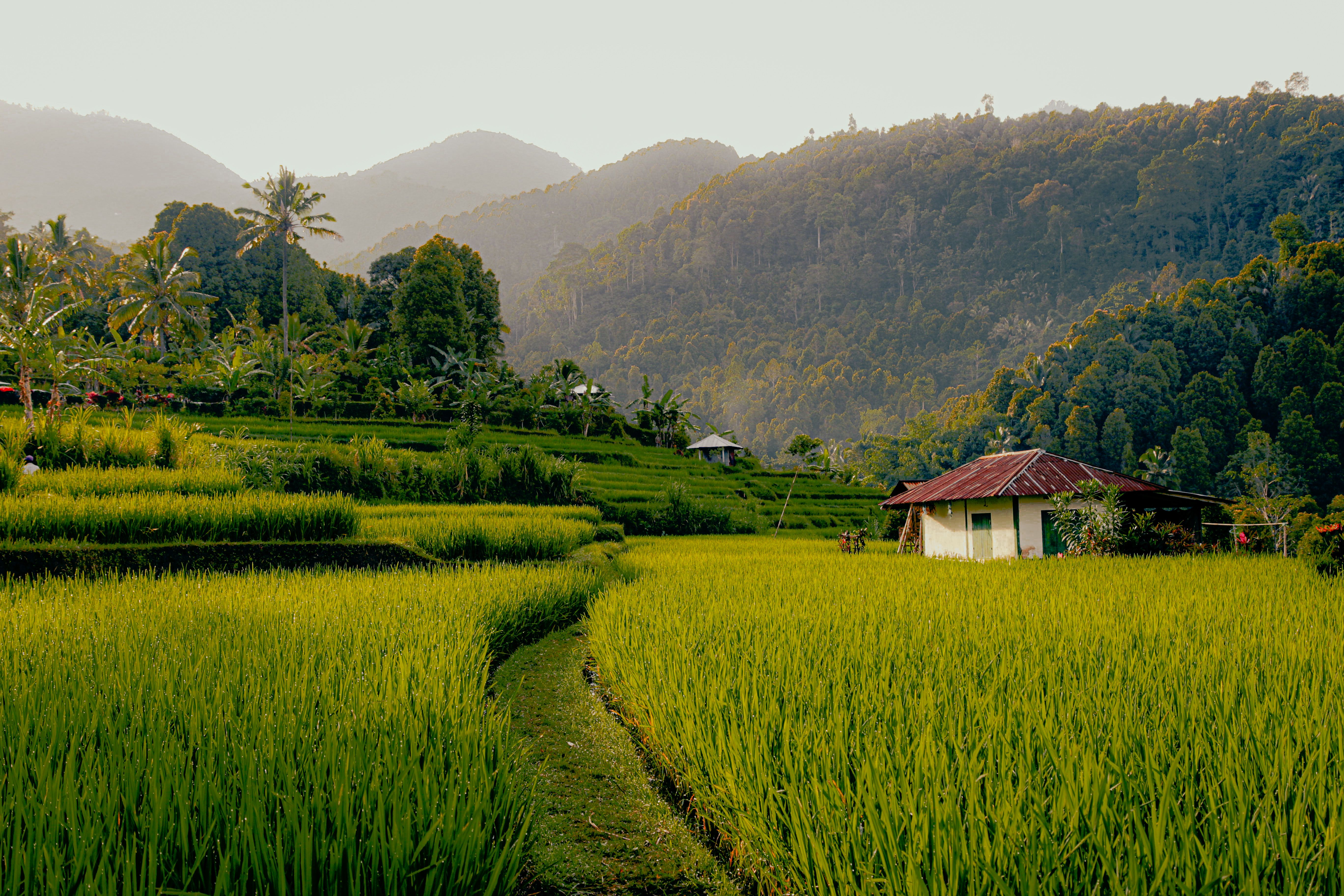 House At Green Field · Free Stock Photo
