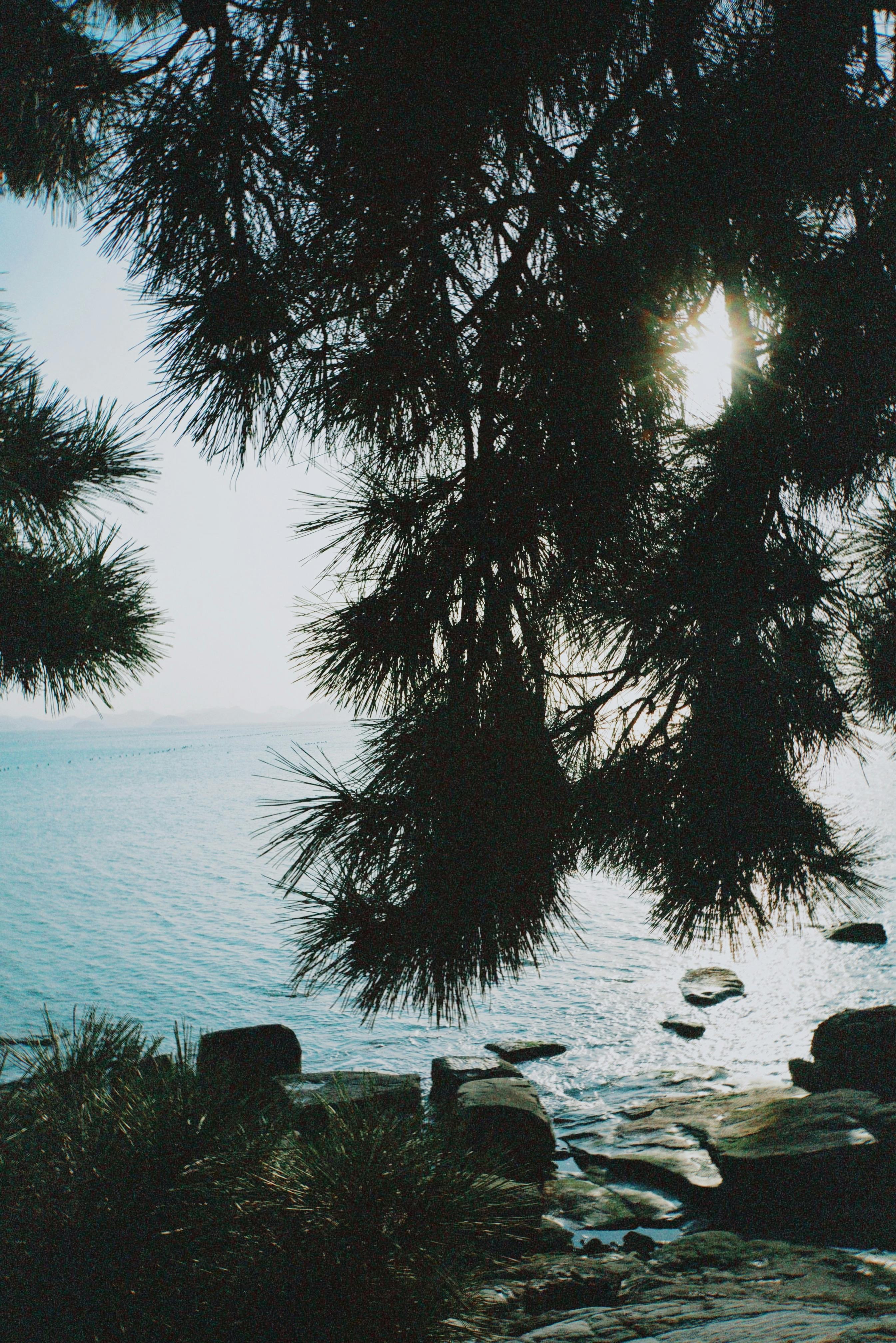 Beach Tree Photos, Download The BEST Free Beach Tree Stock Photos & HD ...