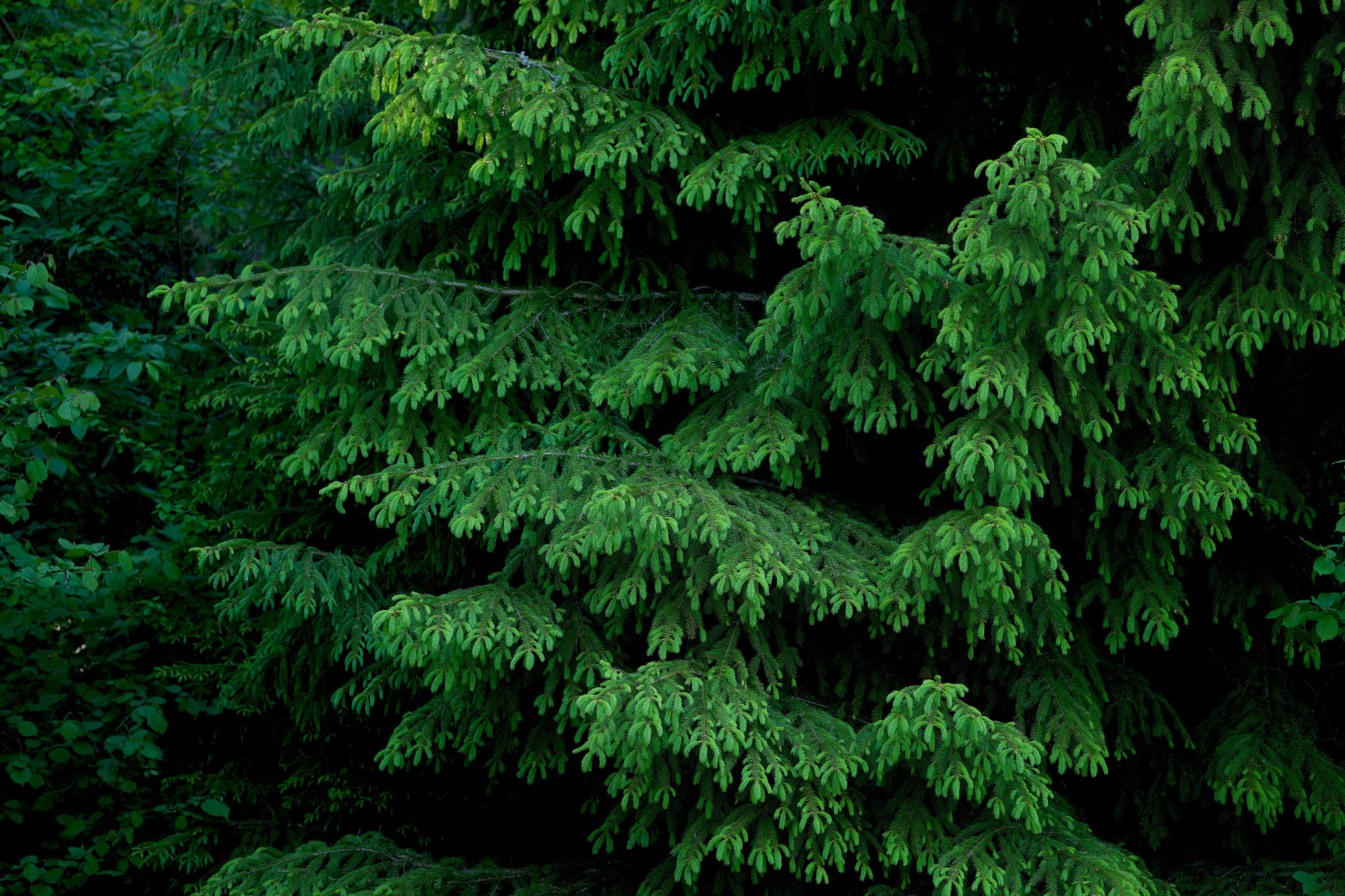 Coniferous Shrubs in a Forest · Free Stock Photo