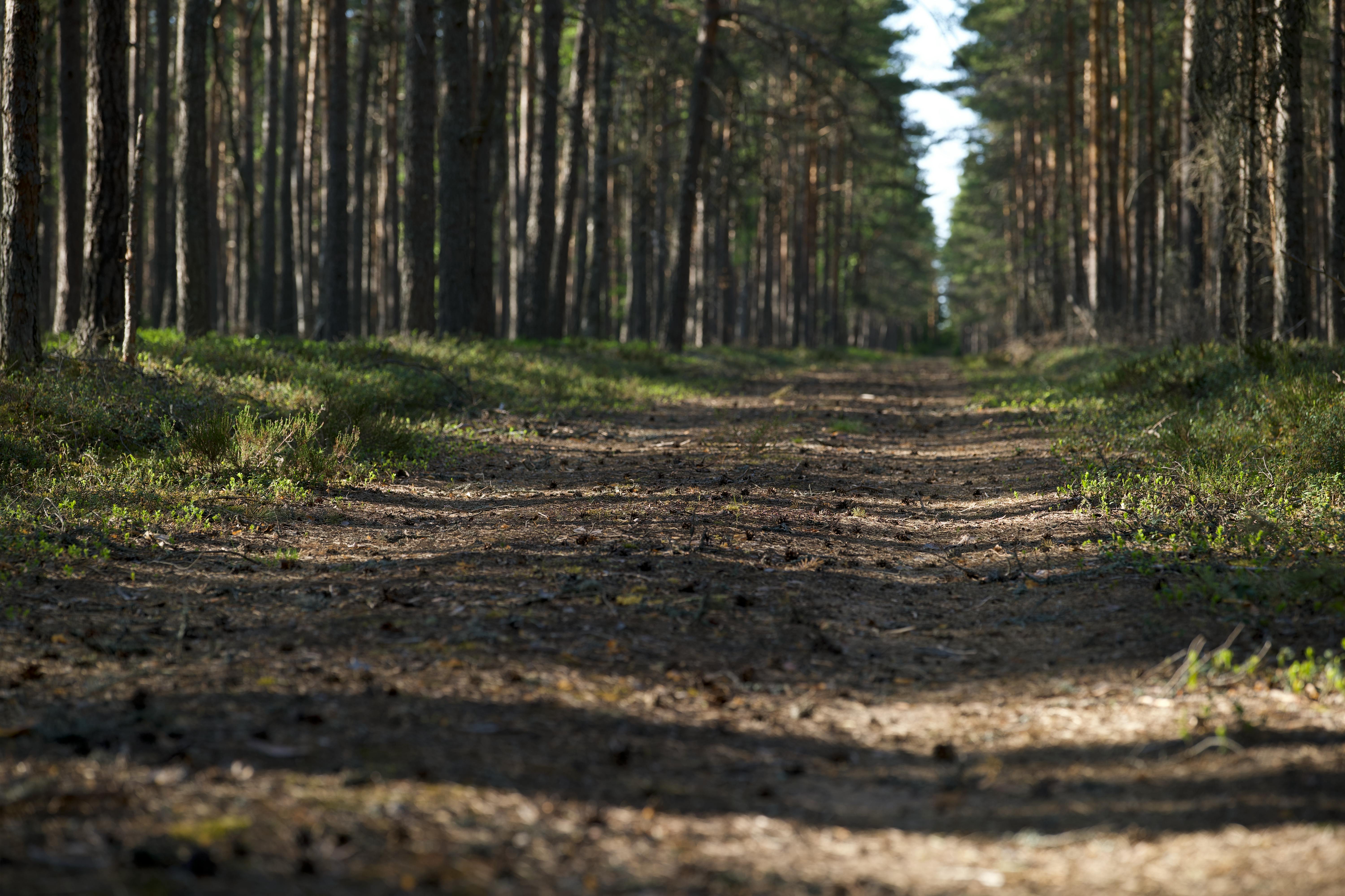 Ground In Forest Photos, Download The BEST Free Ground In Forest Stock ...