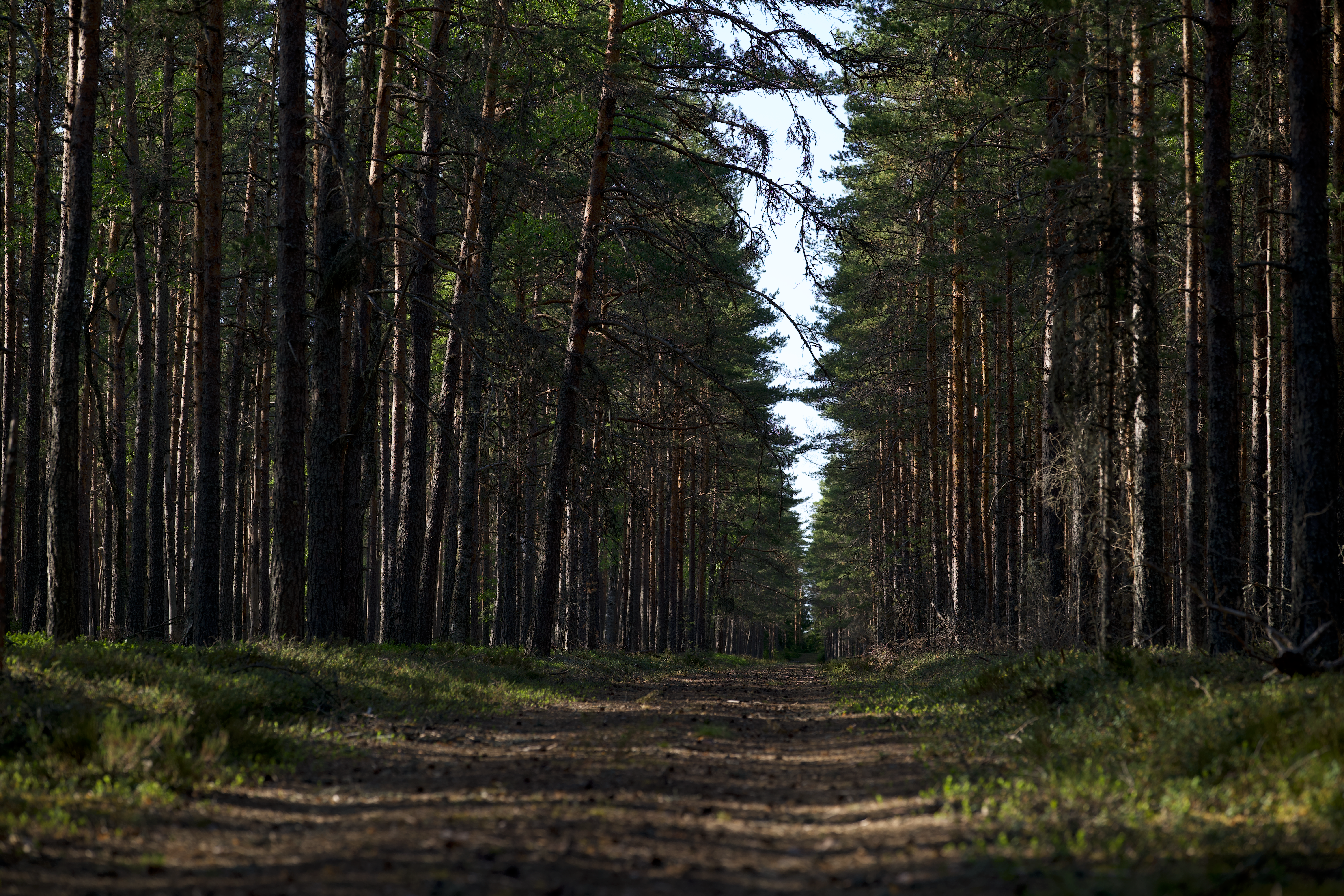 View of a Pathway between Trees in a Forest · Free Stock Photo