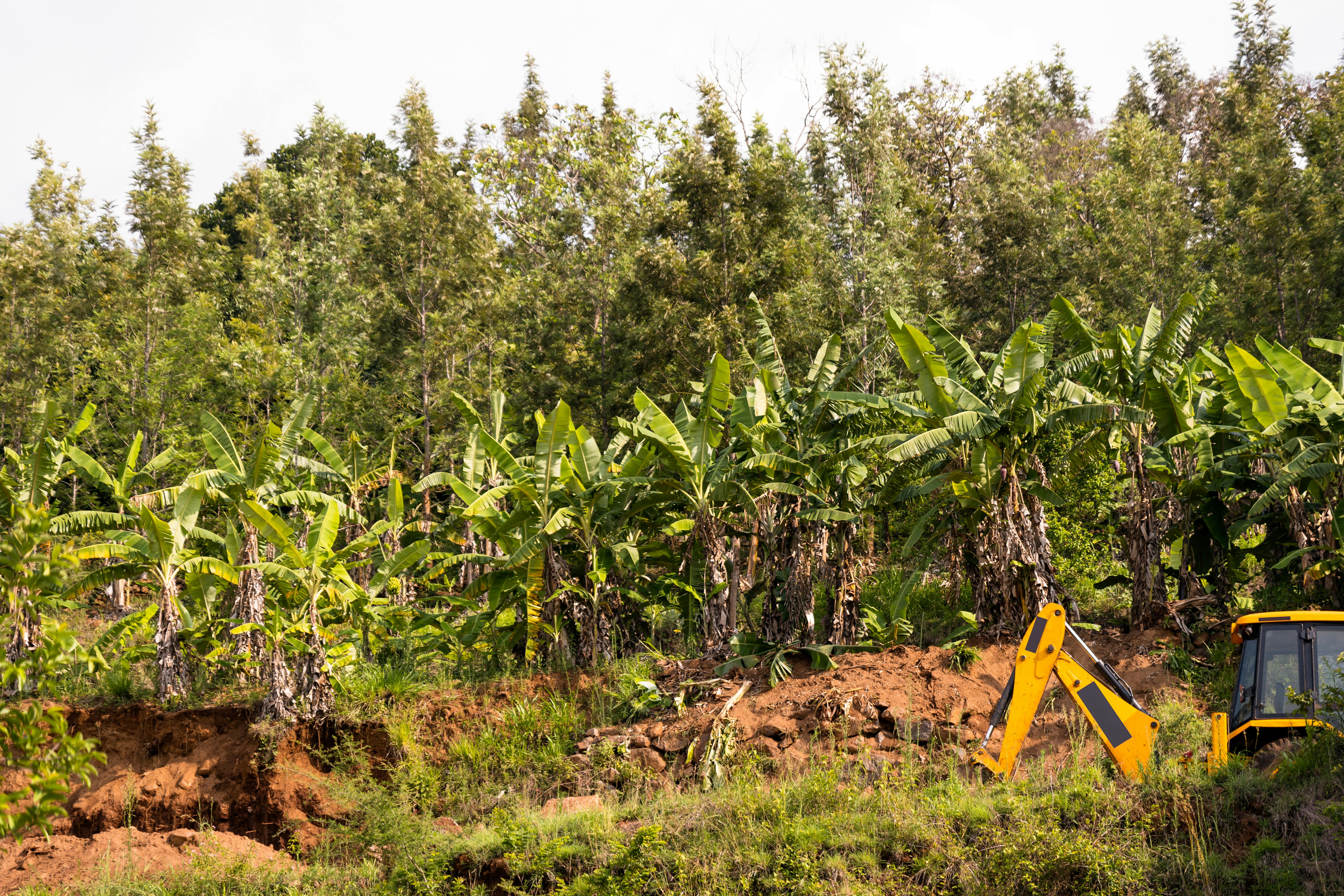 A bulldozer is working in a field with banana trees · Free Stock Photo