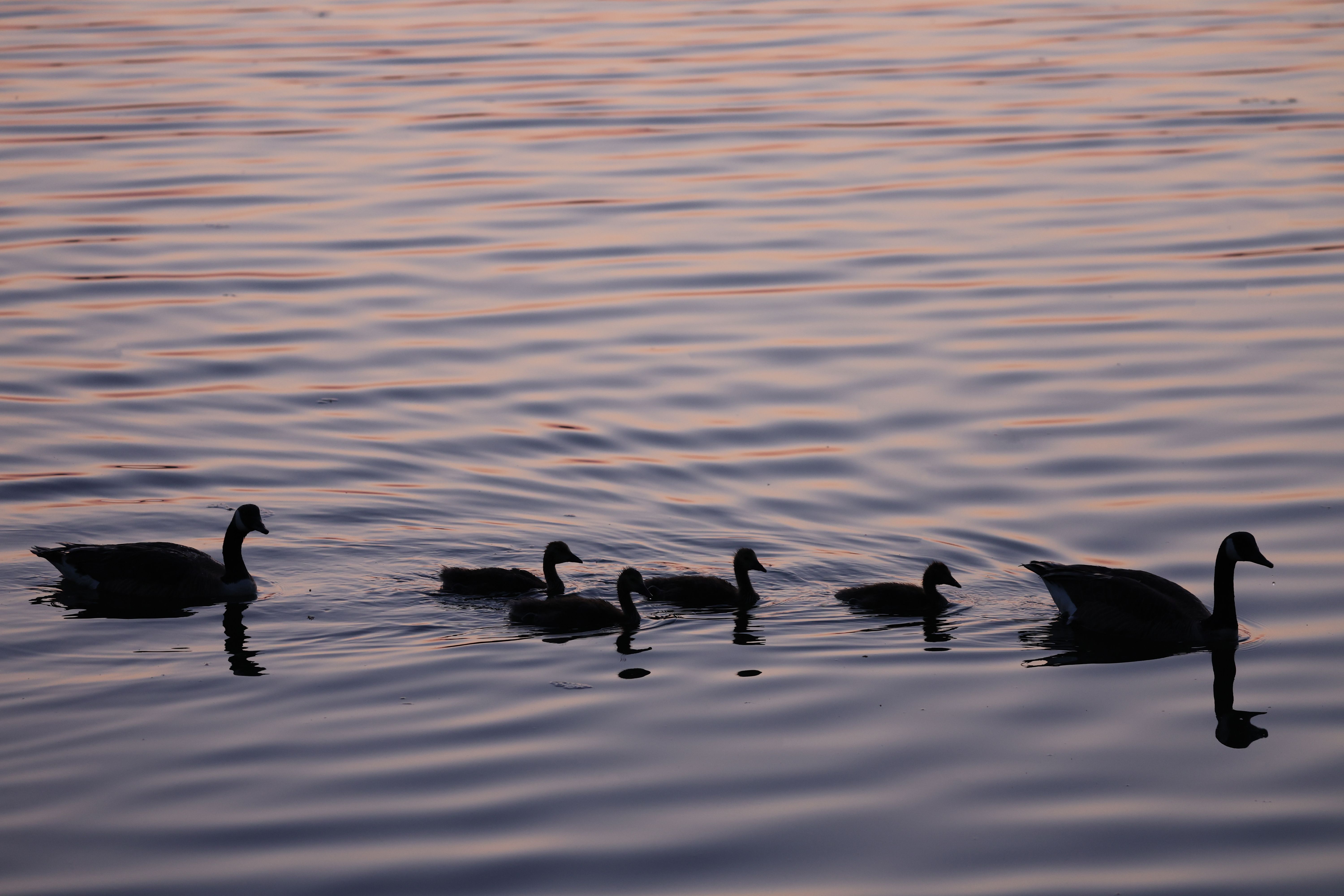 Italian Birds Photos, Download The BEST Free Italian Birds Stock Photos ...