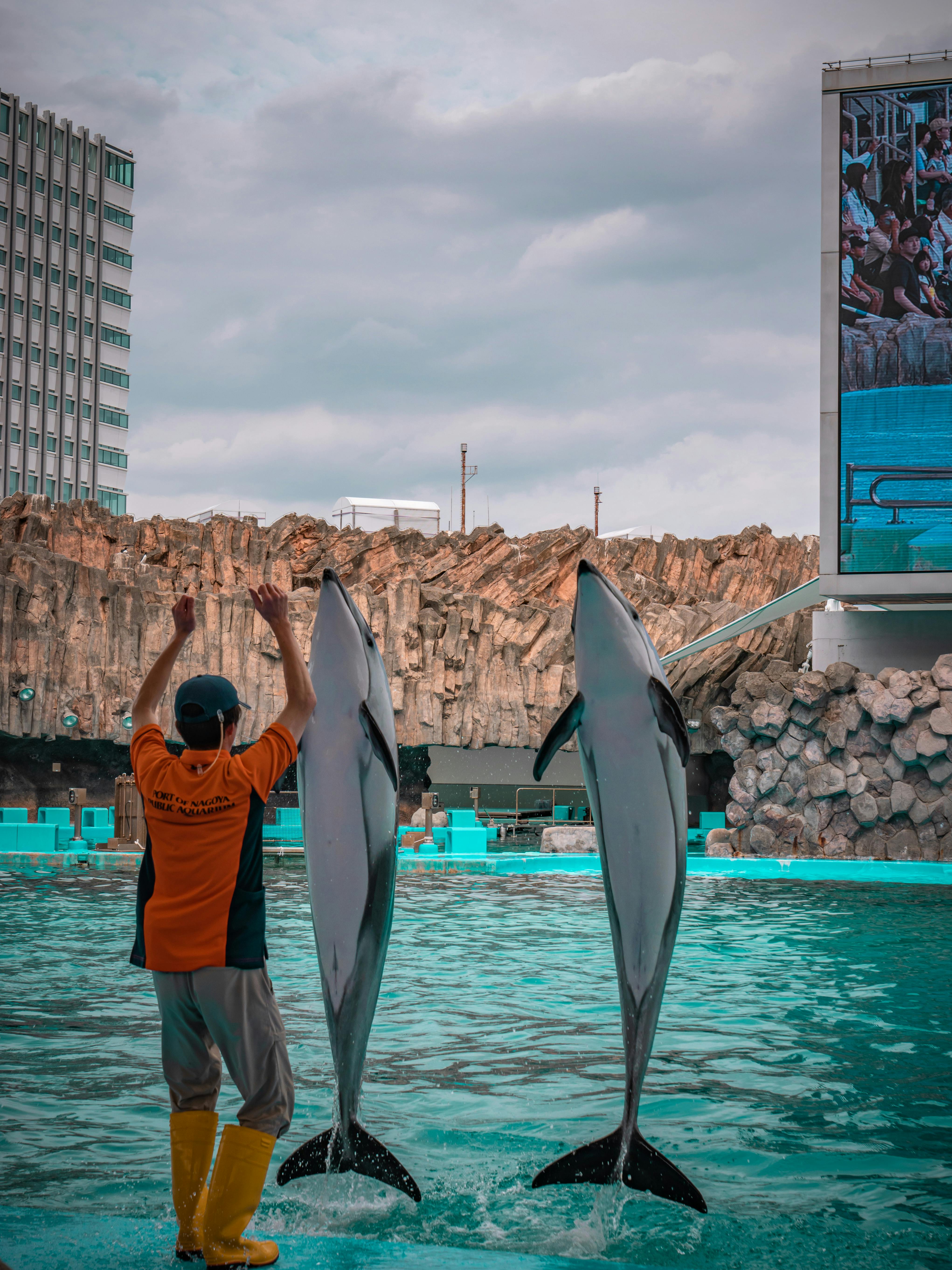 Man Training Dolphins · Free Stock Photo