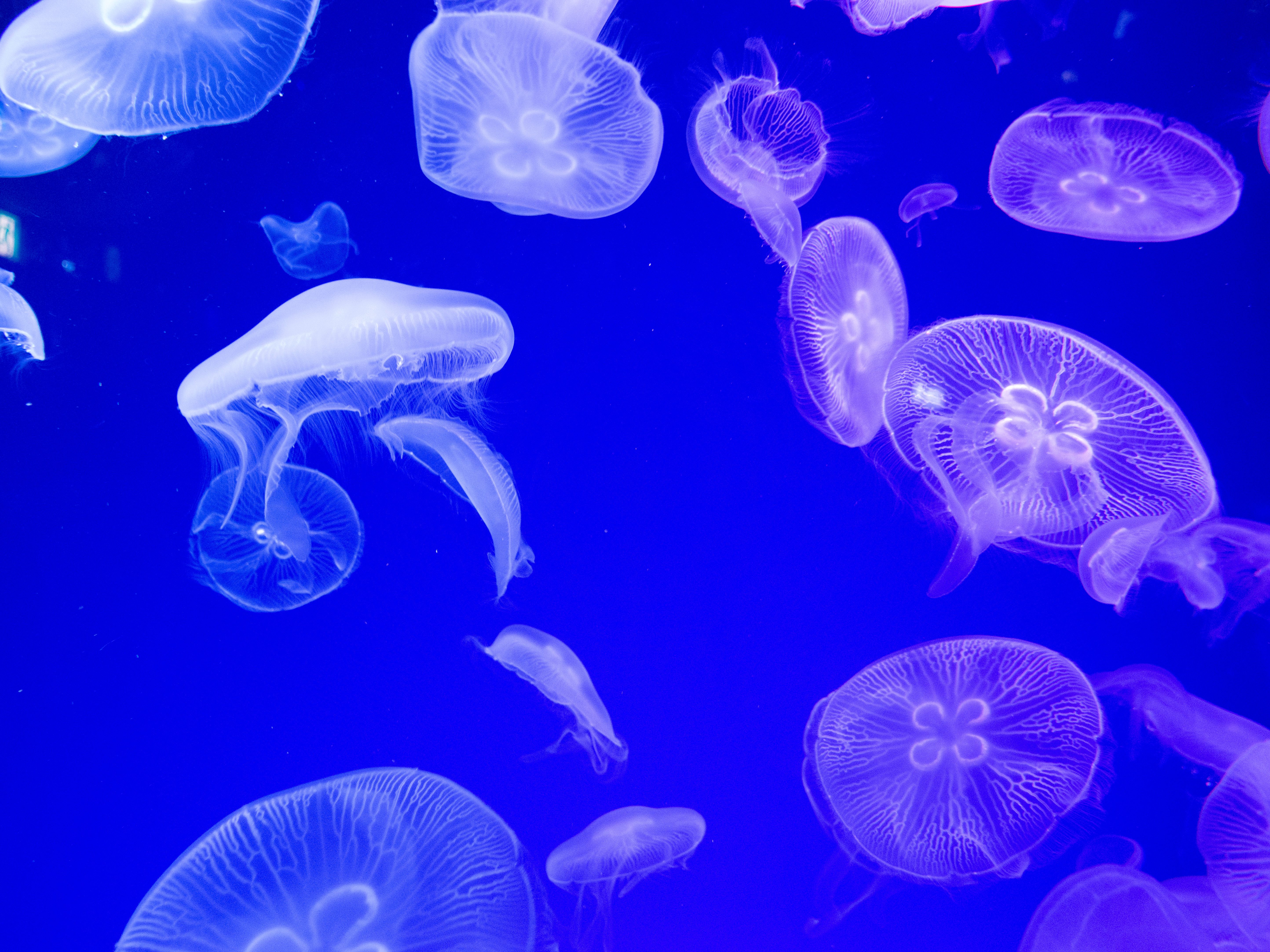 Blue Jelly Fish · Free Stock Photo