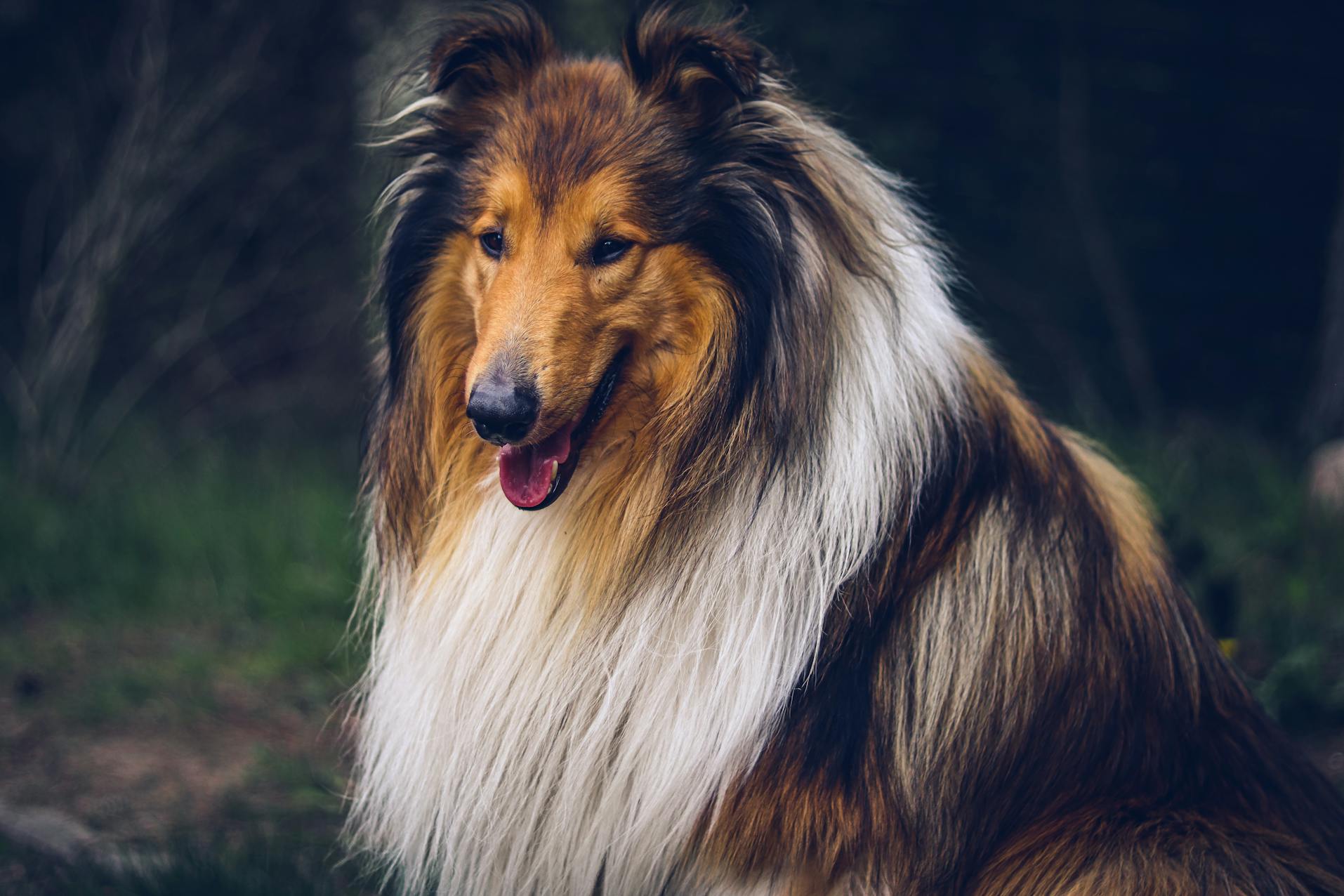 Lassie Movie What Type of Dog Breed: Unleashing the Truth