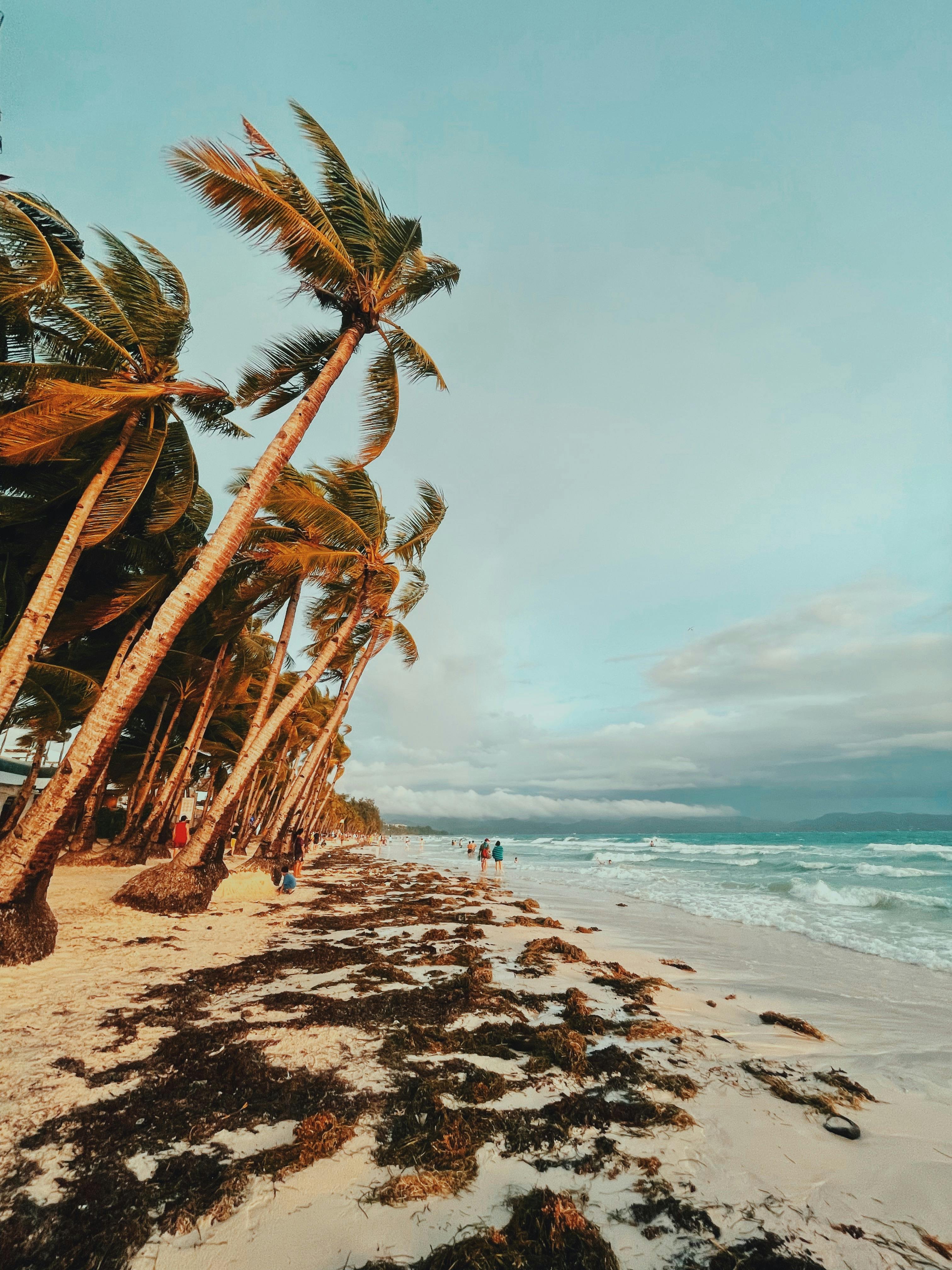 Bent Palm Trees Photos, Download The BEST Free Bent Palm Trees Stock ...